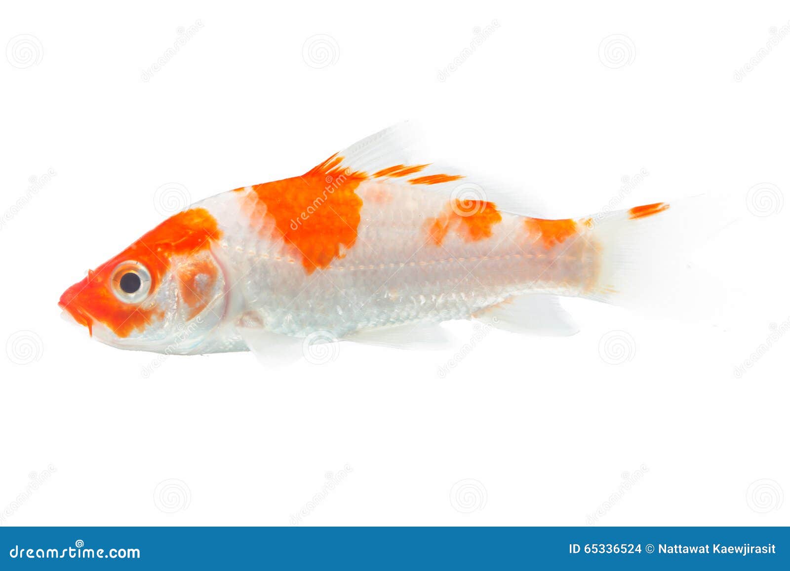 Koi stock photo. Image of isolated, space, carp, animal - 65336524