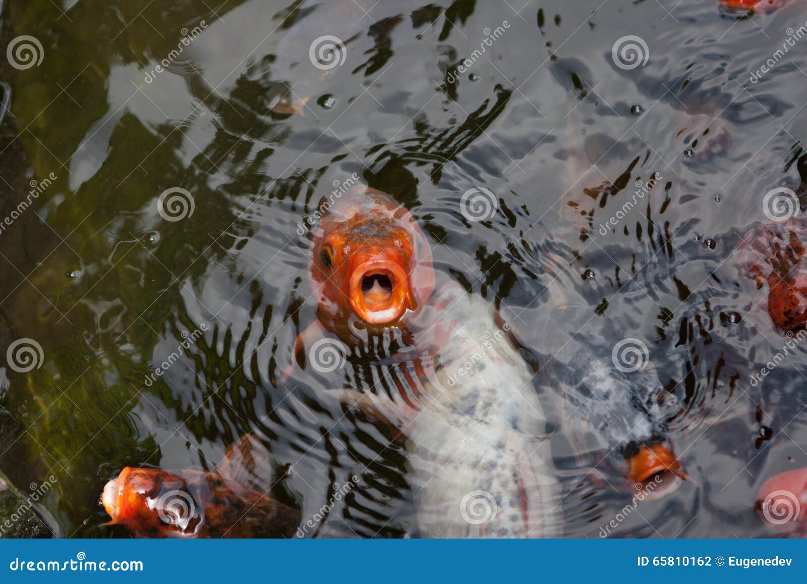 Koi Fish Asking For Food Stock Image | CartoonDealer.com #65810257