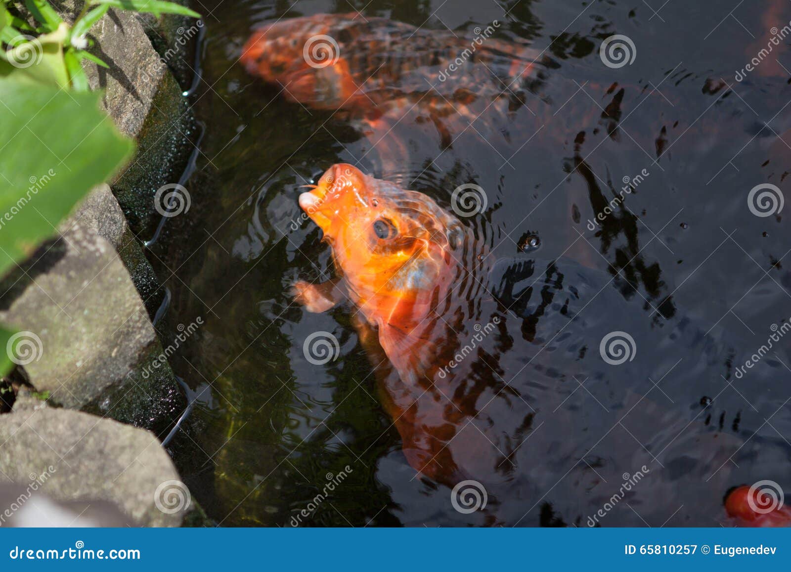 Koi Fish Asking For Food Stock Image | CartoonDealer.com #65810257