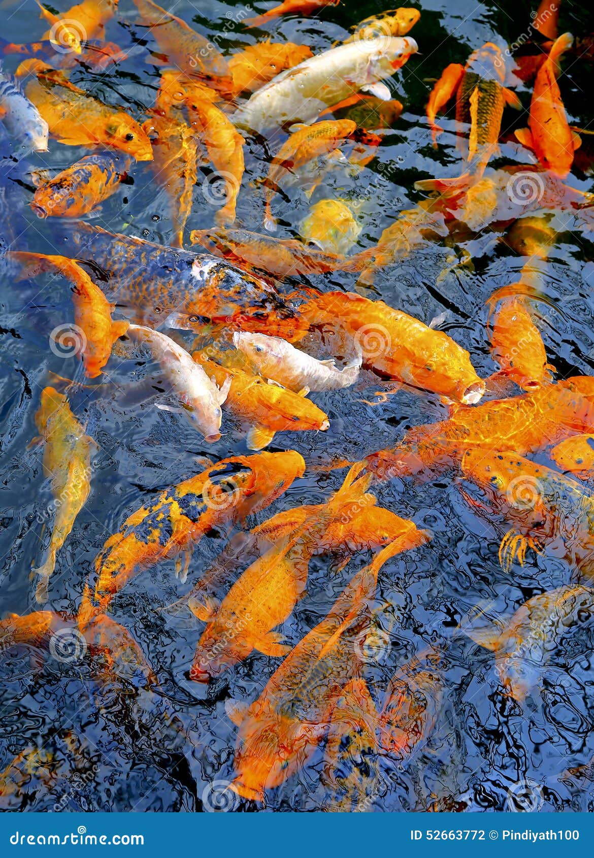 Koi fish background stock photo. Image of pond, colorful - 52663772