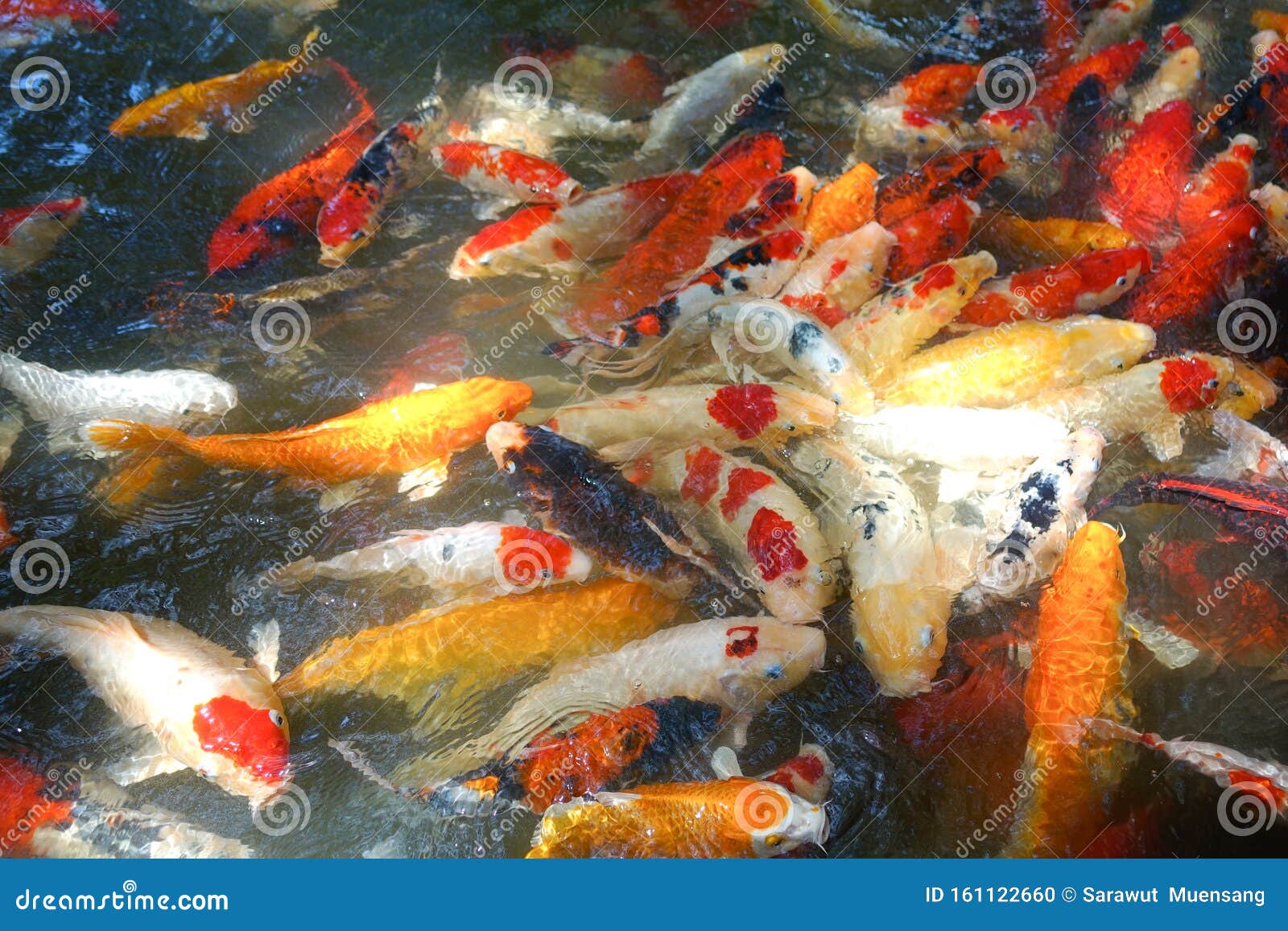 Koi Fish with Beautiful Colors Stock Photo - Image of bouquetier ...