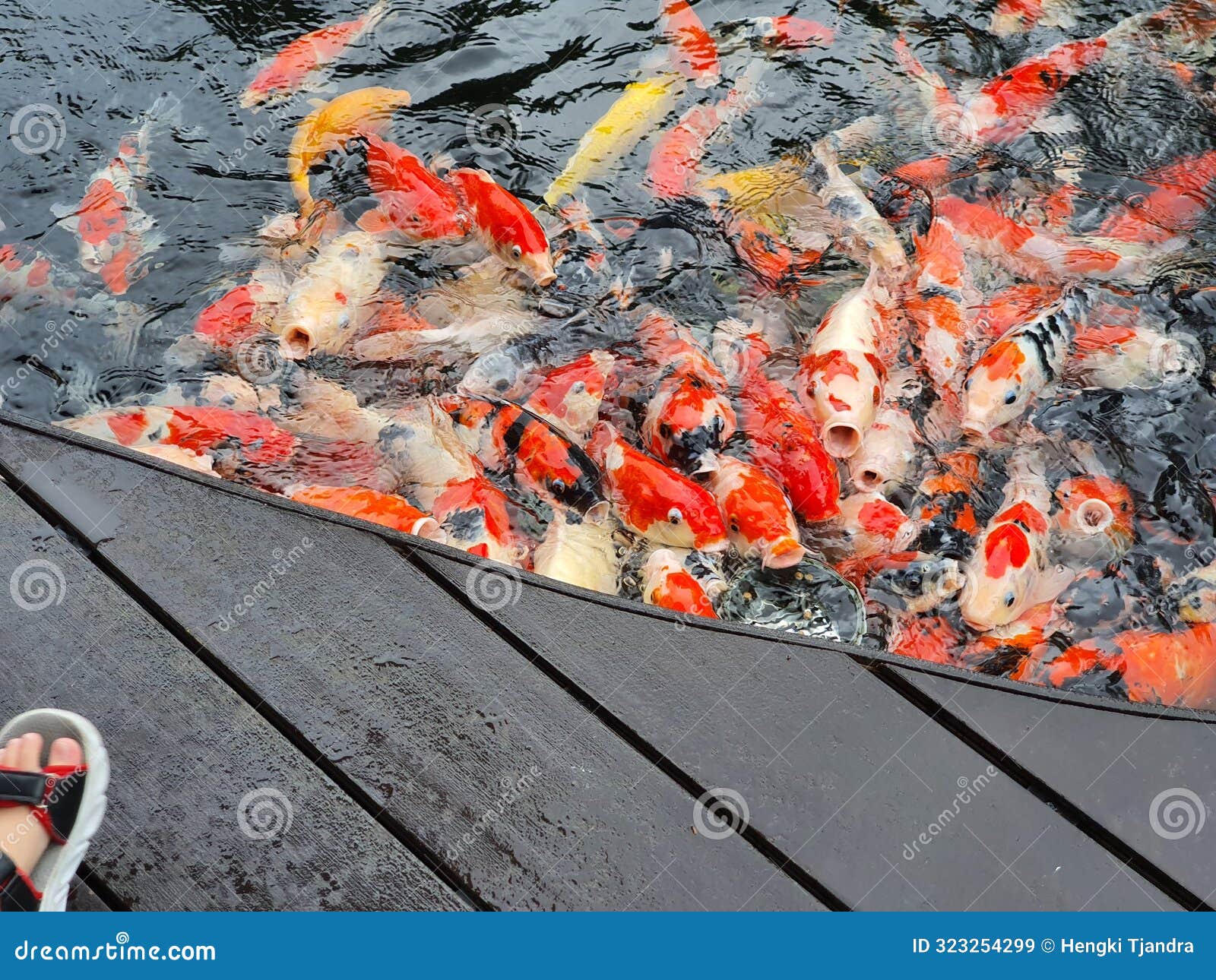 Koi Fish Being Fed, Creating Ripples of Delight in a Serene Koi Fish ...