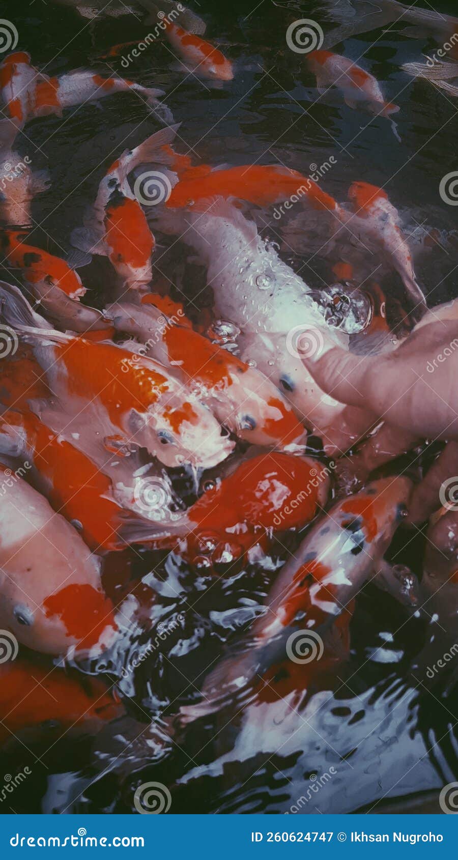 Koi Fish Being Fed, by Hand Stock Image - Image of meat, aquarium ...