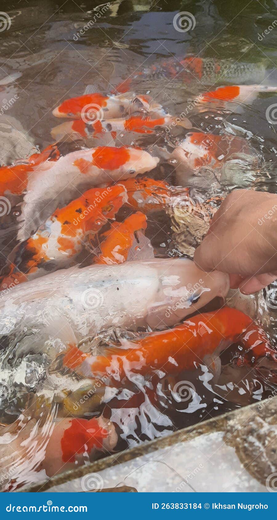 Koi Fish Being Fed, by Hand Stock Photo - Image of beauty, modern ...