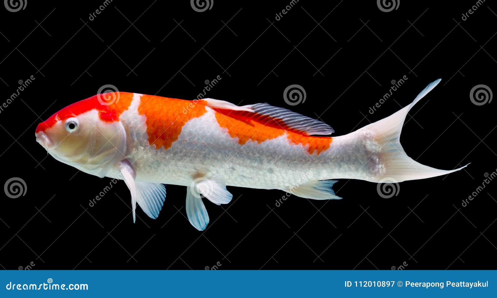 Real Koi Fish Side View
