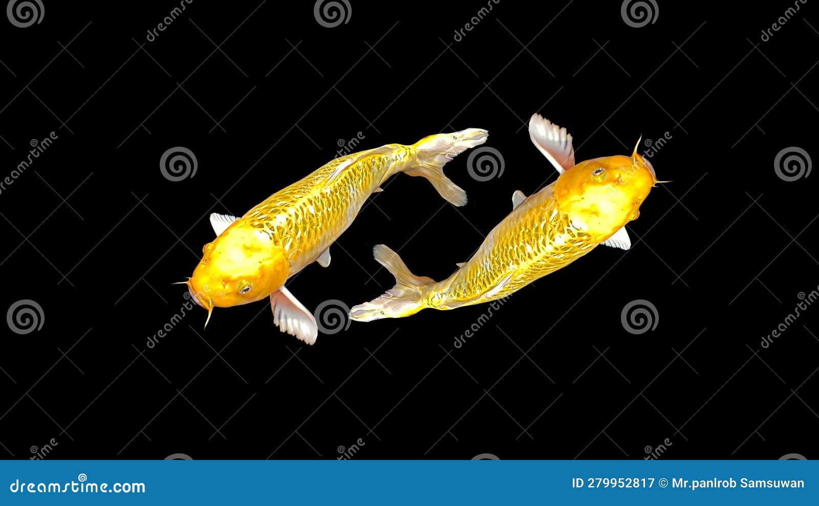 Koi Fish on Black Background. Stock Image - Image of food, aquarium ...