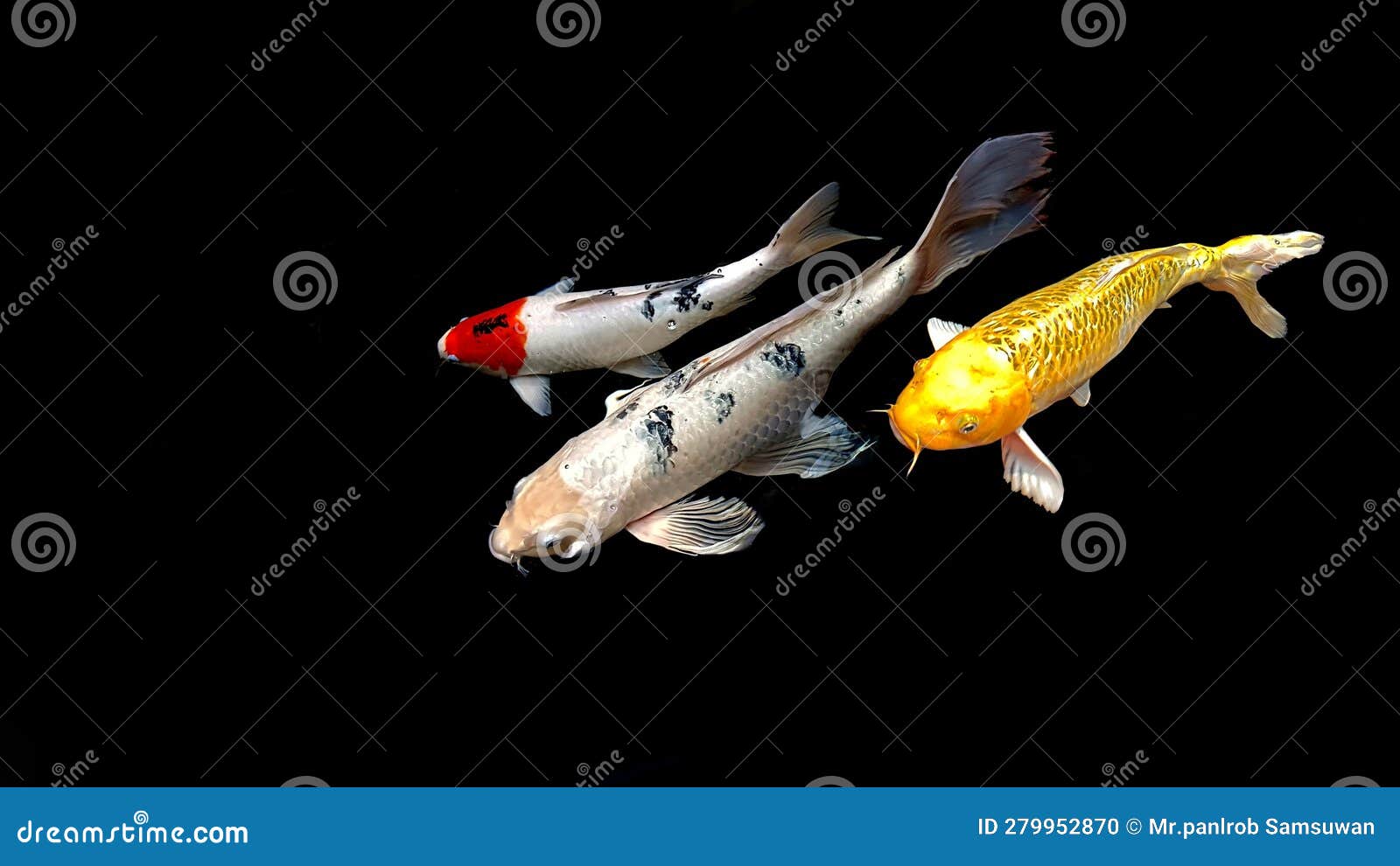 Koi Fish on Black Background. Stock Photo - Image of freshwater, black ...