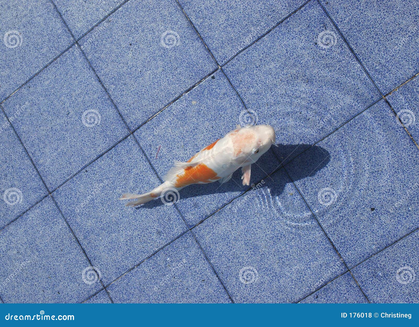 Koi fish in a blue pool stock photo. Image of animal, ripples - 176018