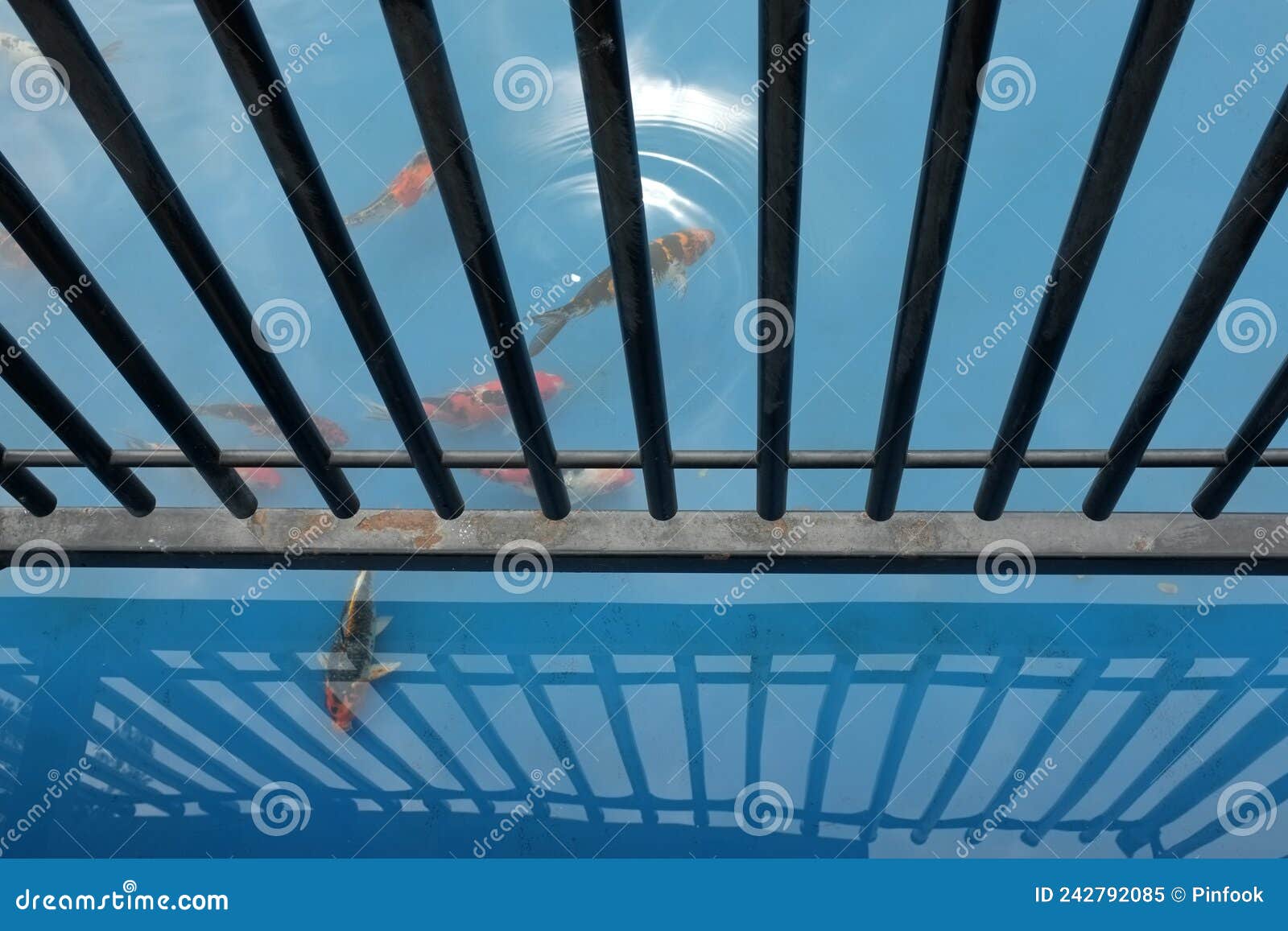 Koi Fish in Blue Water Pool with Railing Stock Image - Image of view ...