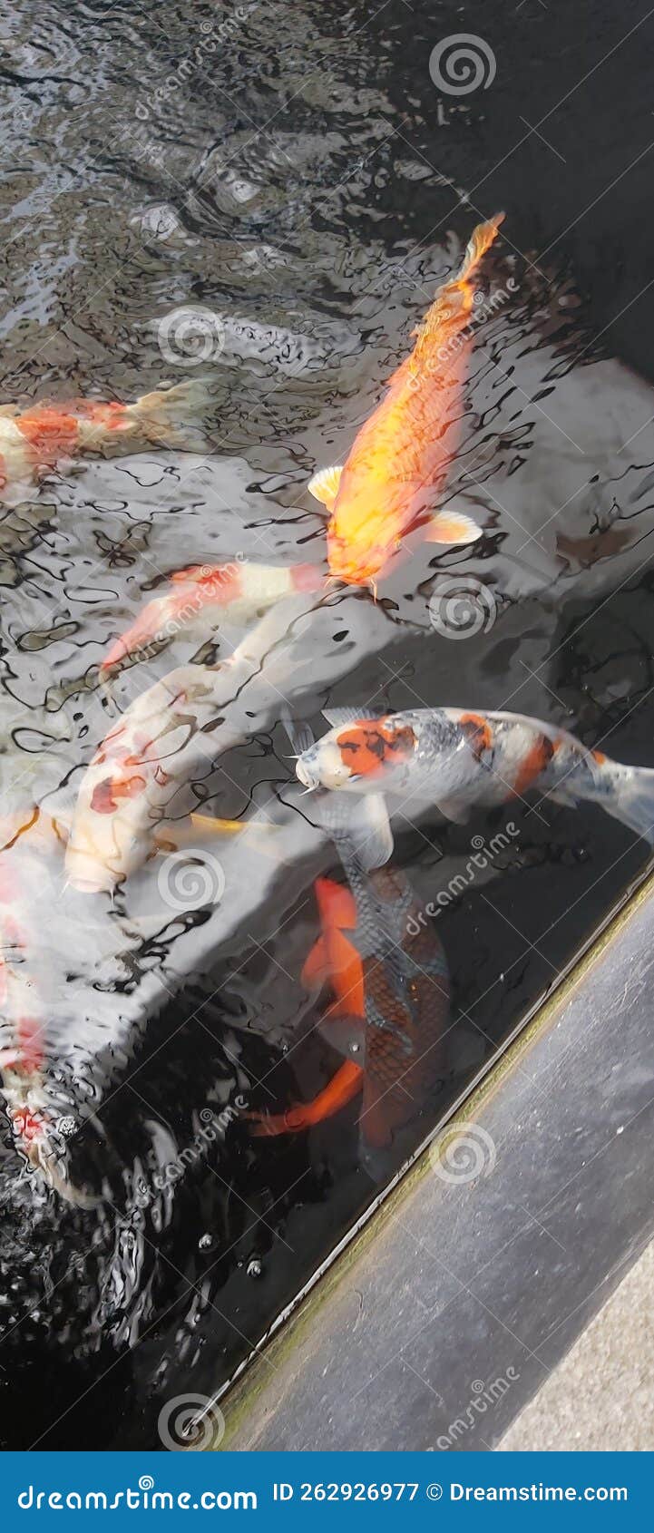 Koi Fish Can Give Happiness in Life Stock Image - Image of give, fish ...