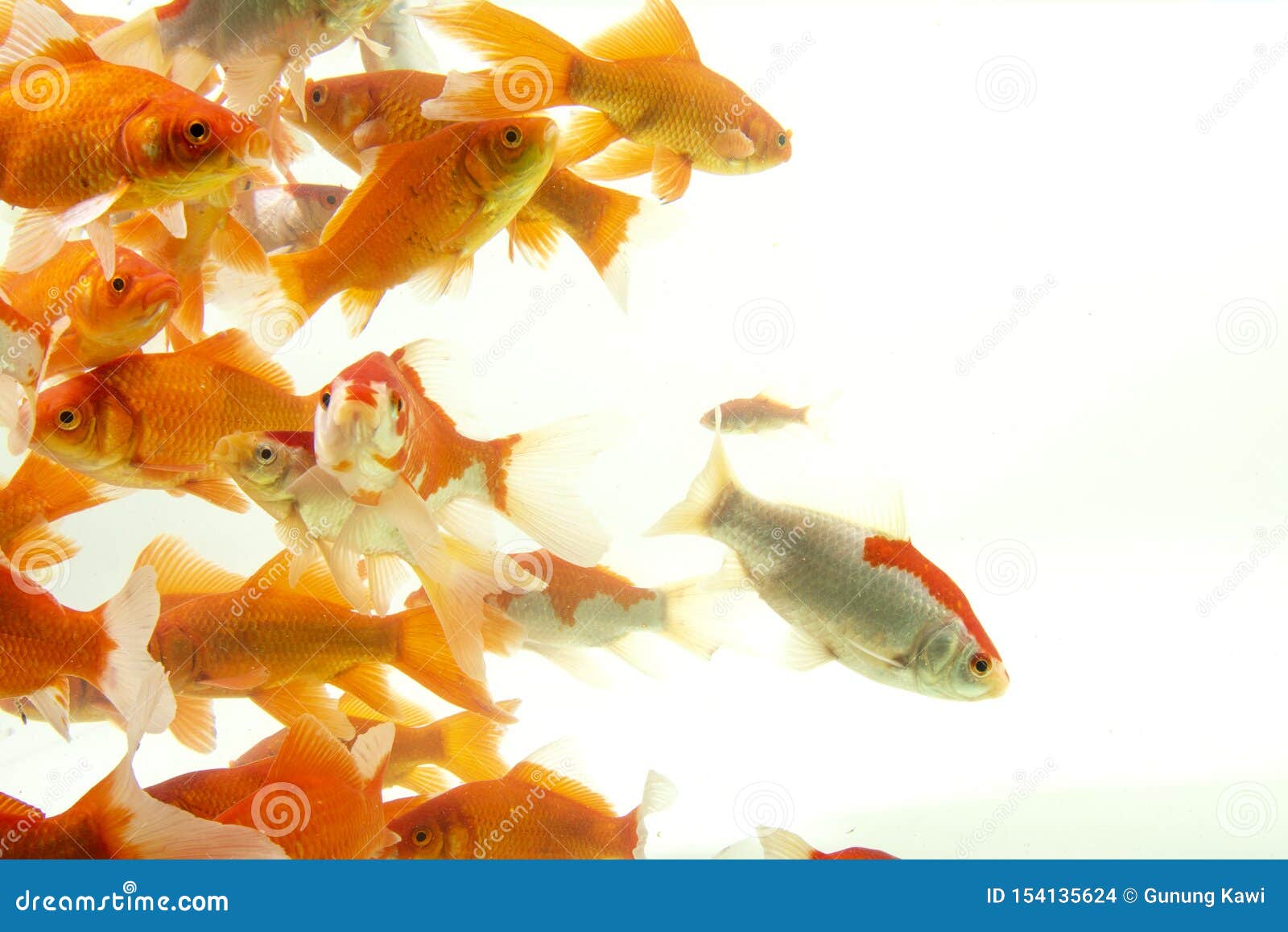 Koi Fish Carp Fishs Moving in the Pond White Background Stock Photo ...
