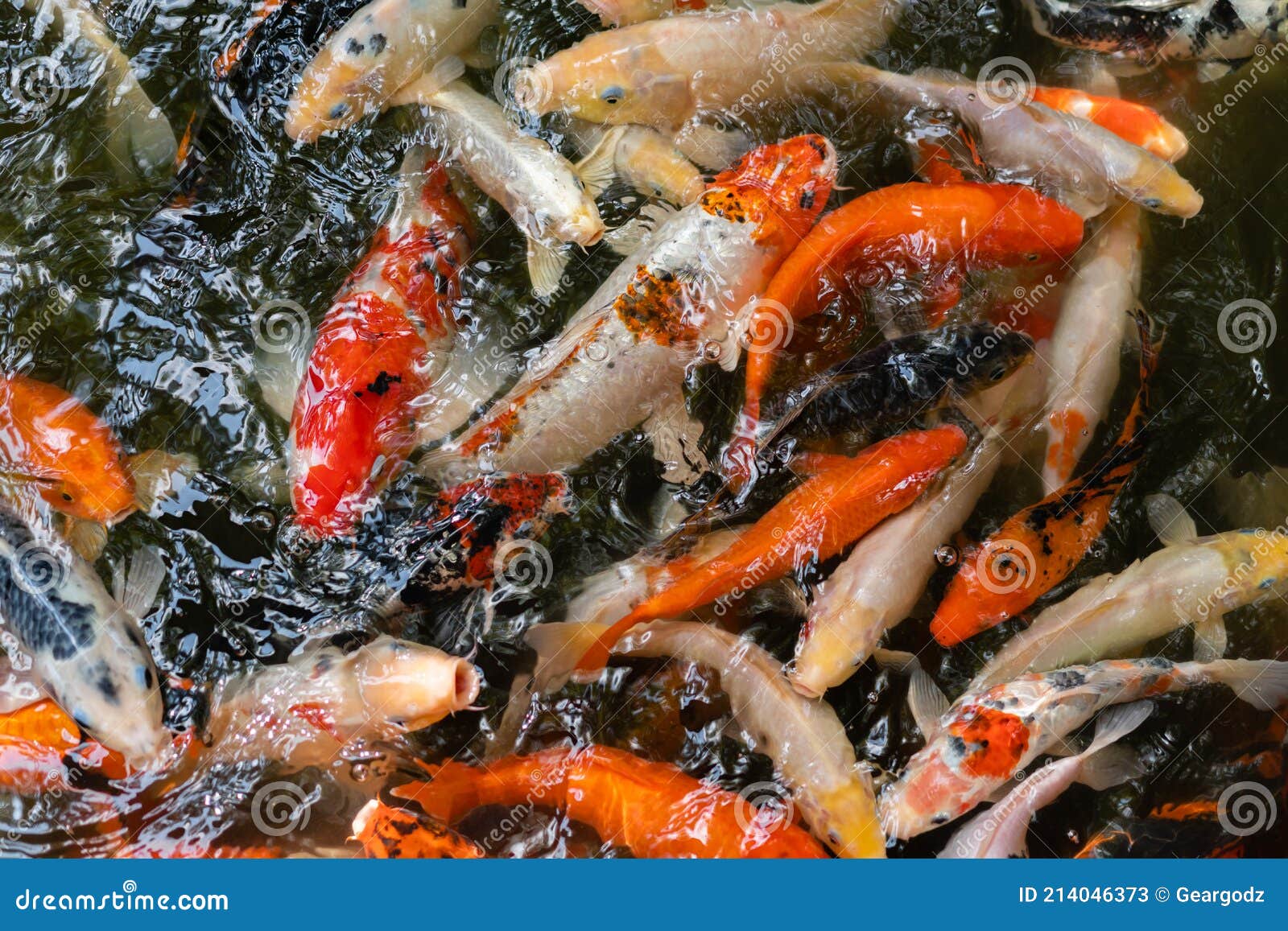 Koi Fish or Carp Fish Swimming in Pond Stock Image - Image of fancy ...