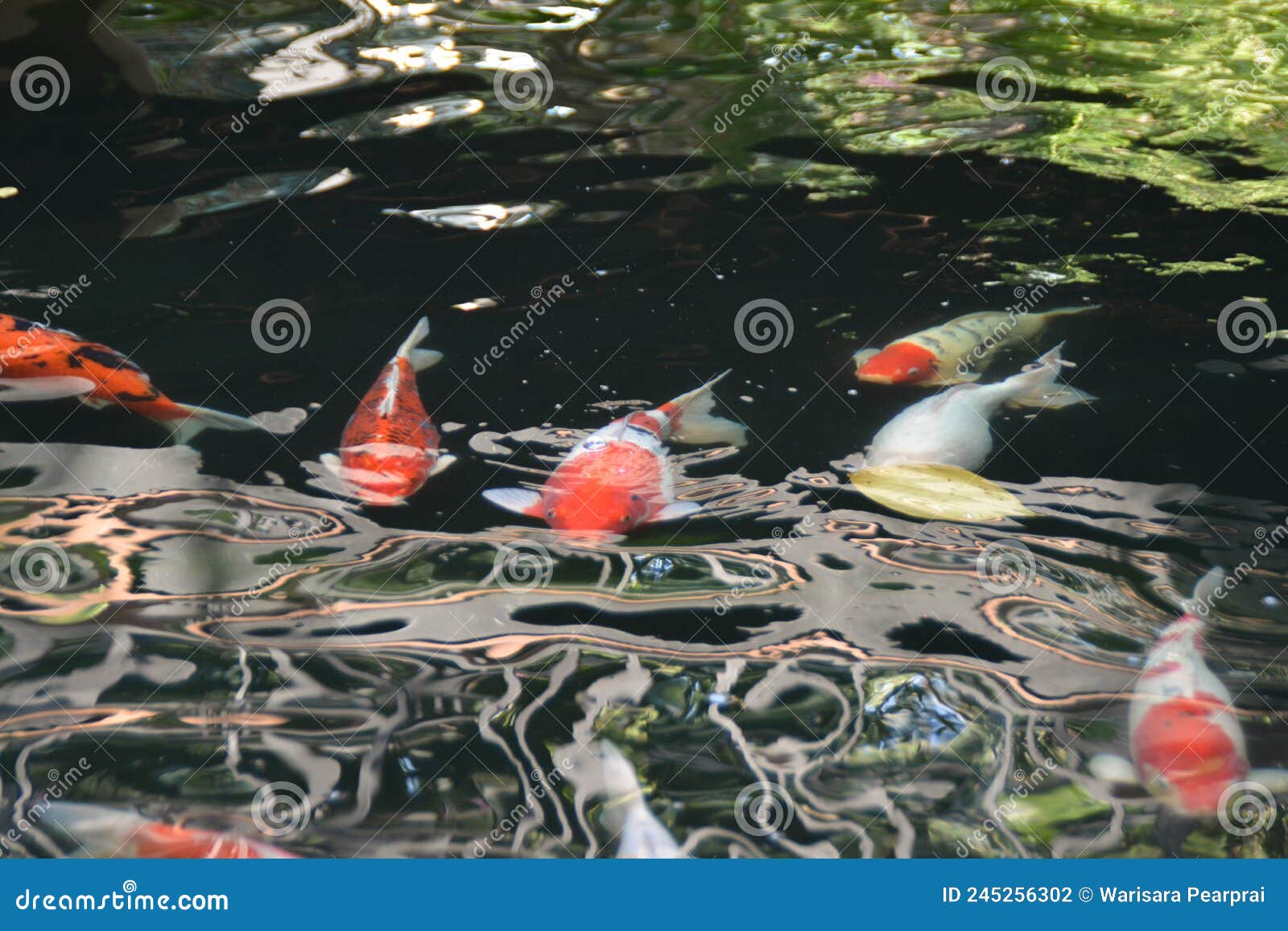 Koi Fish or Carp Fish Swimming Underwater Stock Photo - Image of ...