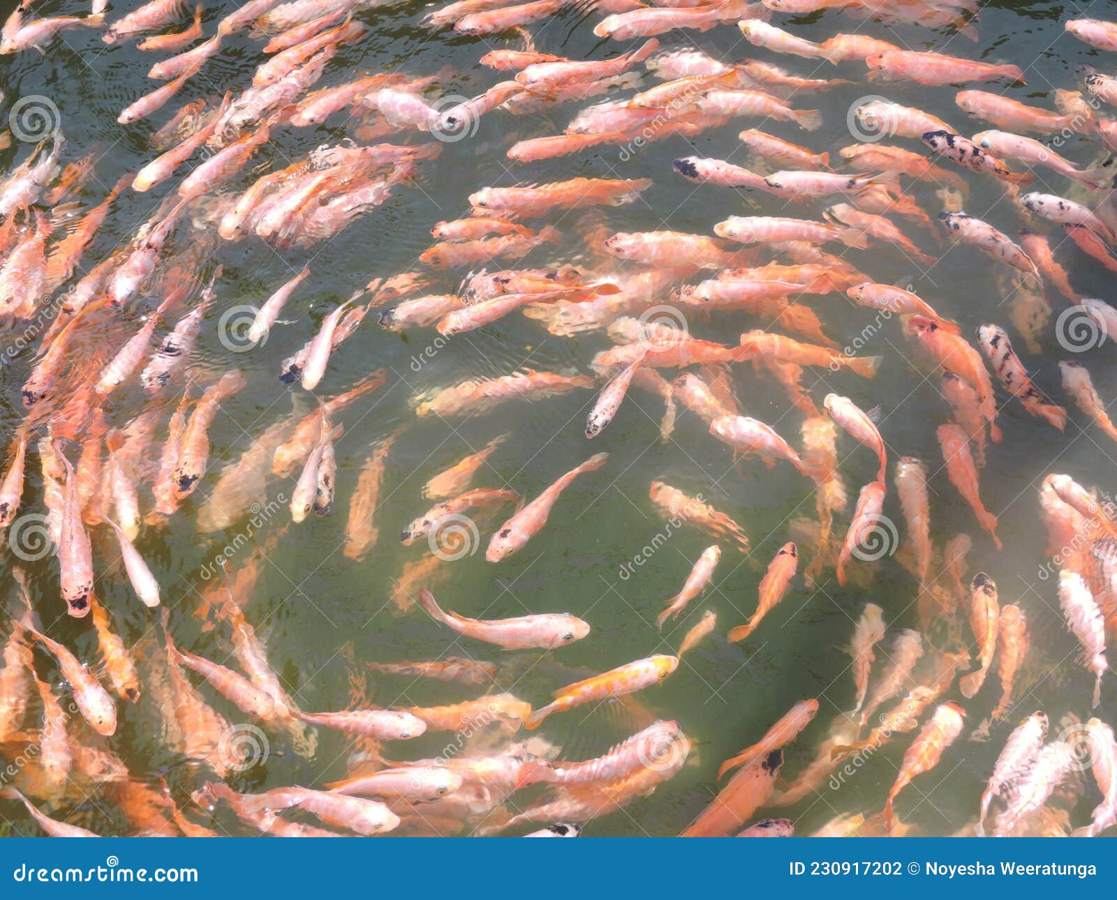 Koi fish circling around stock photo. Image of colours - 230917202