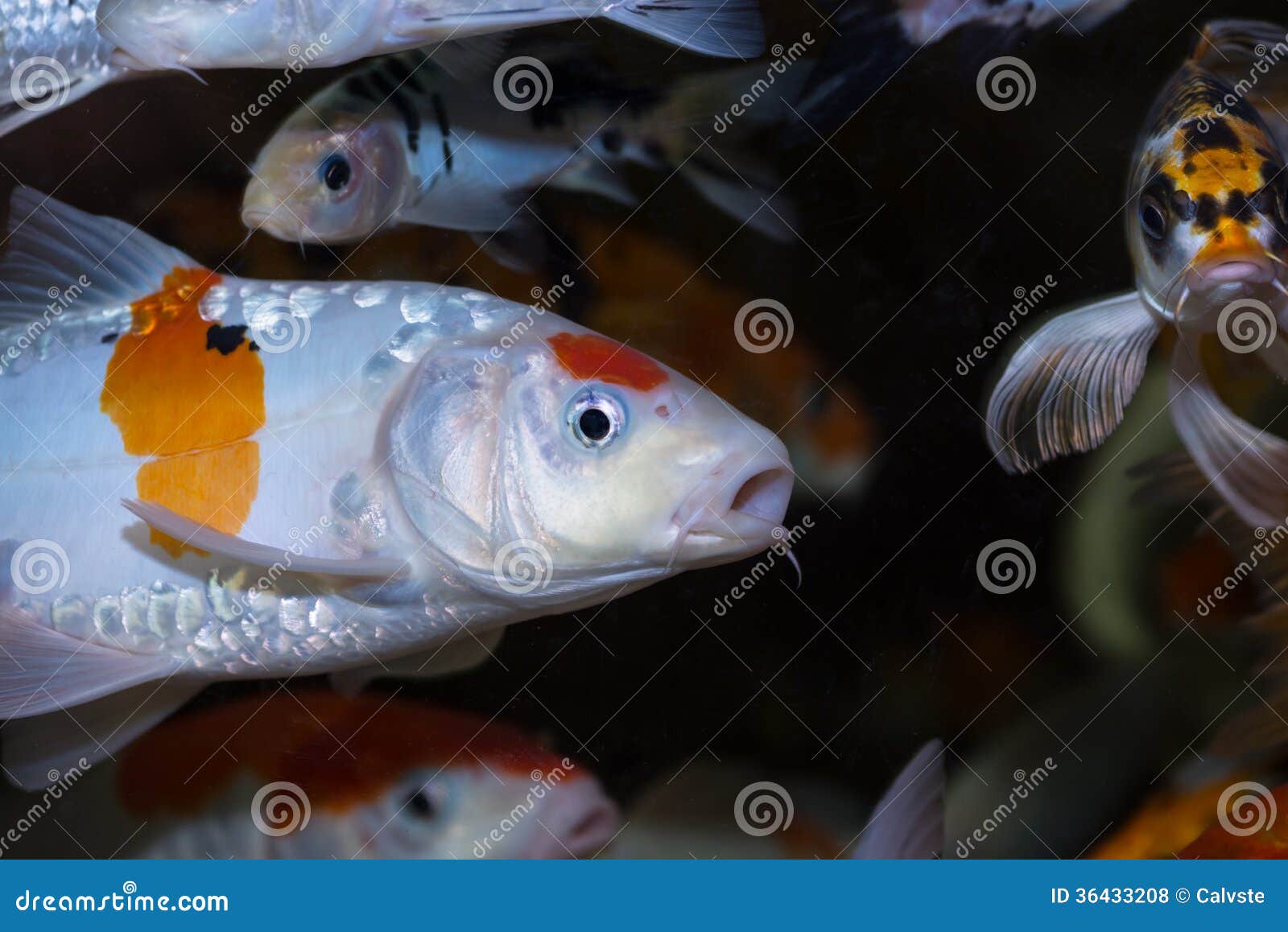 Koi fish close up stock photo. Image of aquarium, asia - 36433208