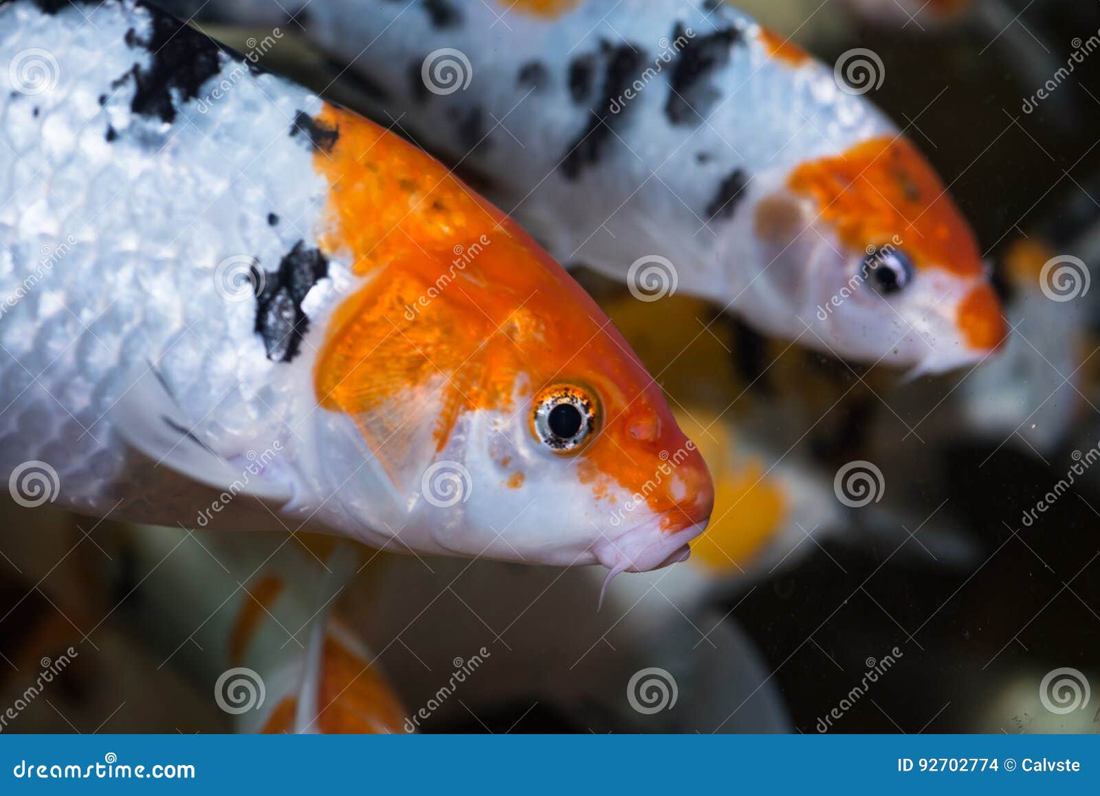 Koi fish close up stock photo. Image of good, carp, green - 92702774