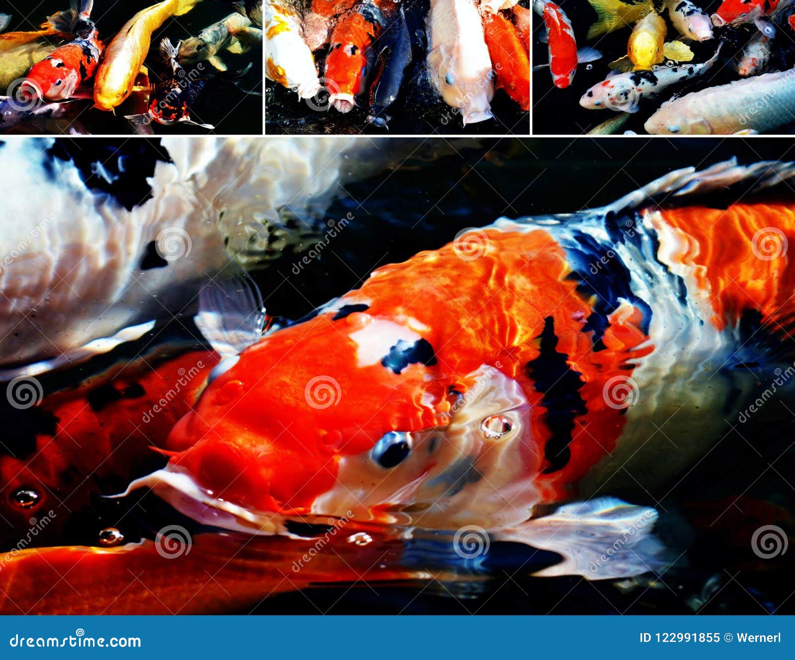 Koi fish collage stock image. Image of decorative, collage - 122991855