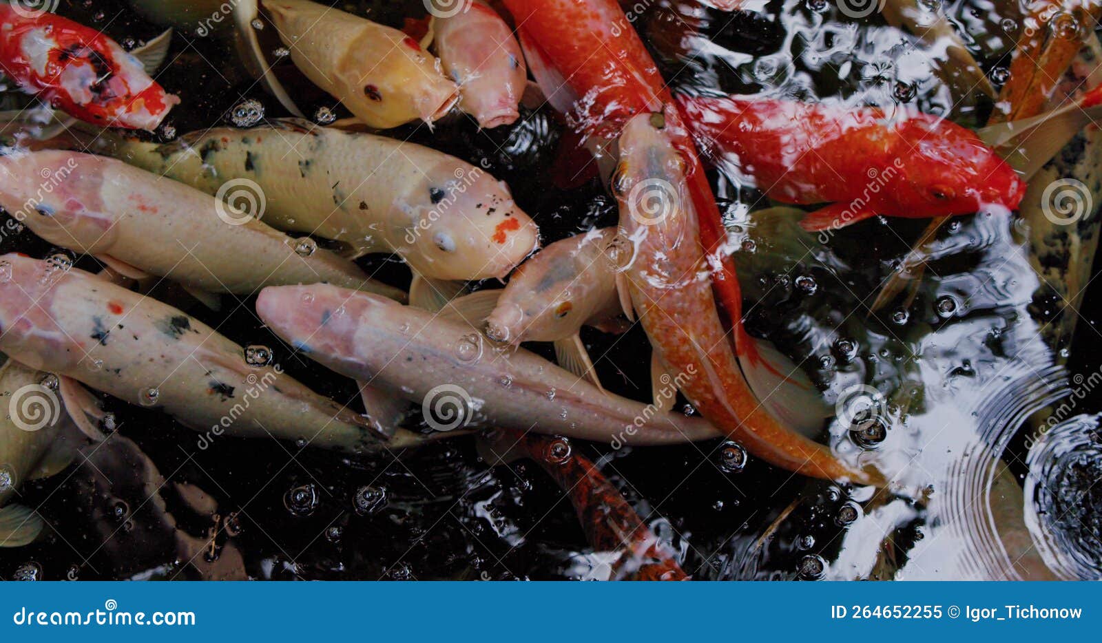 Koi Fish, Cyprinus Caprio, Cyprinus Rubrofuscus Swim with Reflections ...