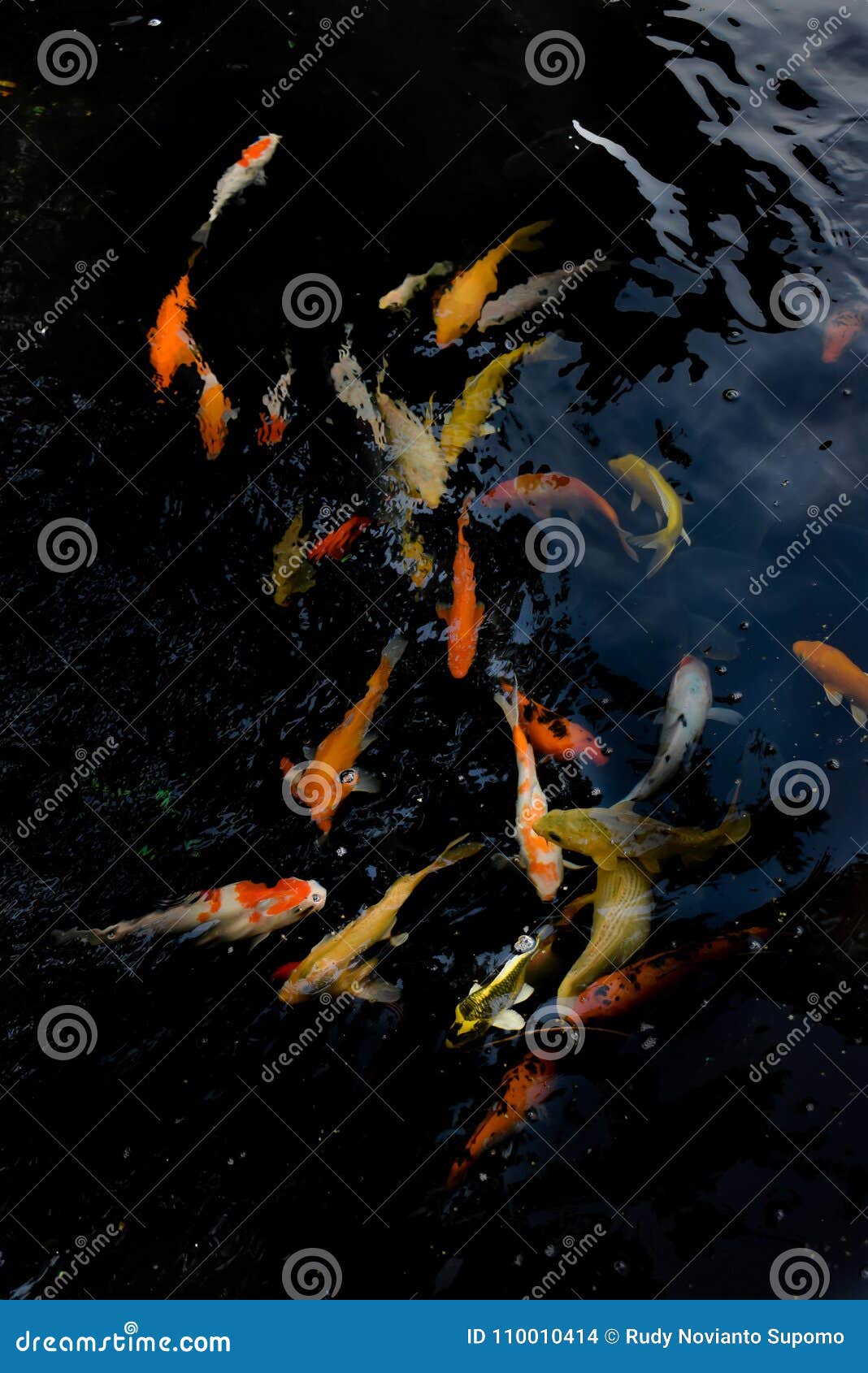 Koi Fish Dancing Photos - Free & Royalty-Free Stock Photos from Dreamstime