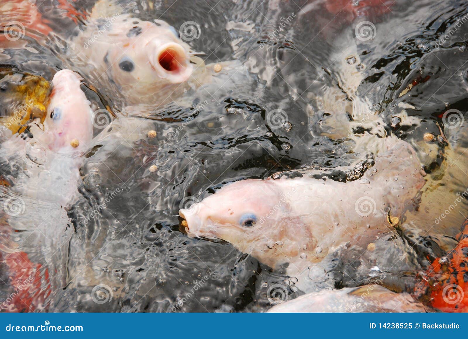 Koi Fish Eating stock image. Image of orange, yellow - 14238525