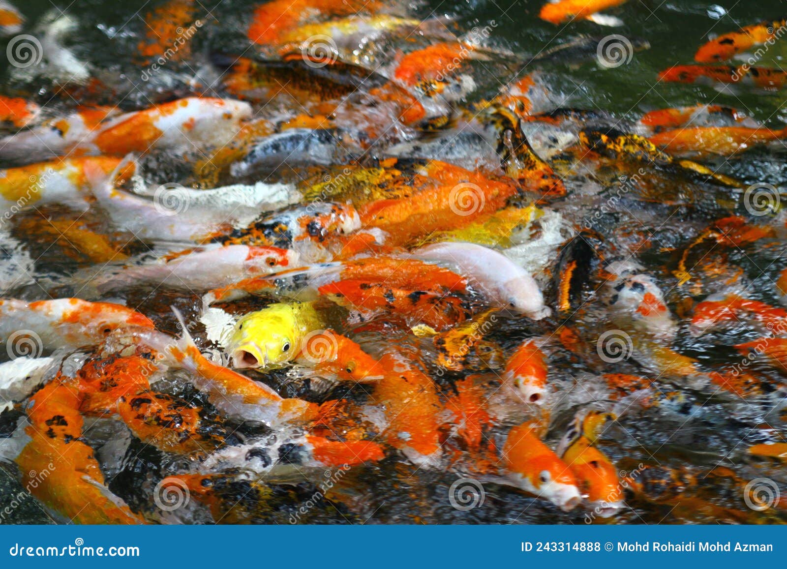 Koi fish eating frenzy stock photo. Image of dawn, feed - 243314888