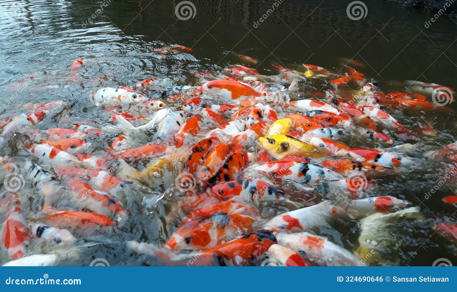 Koi fish while eating stock photo. Image of fighting - 324690646