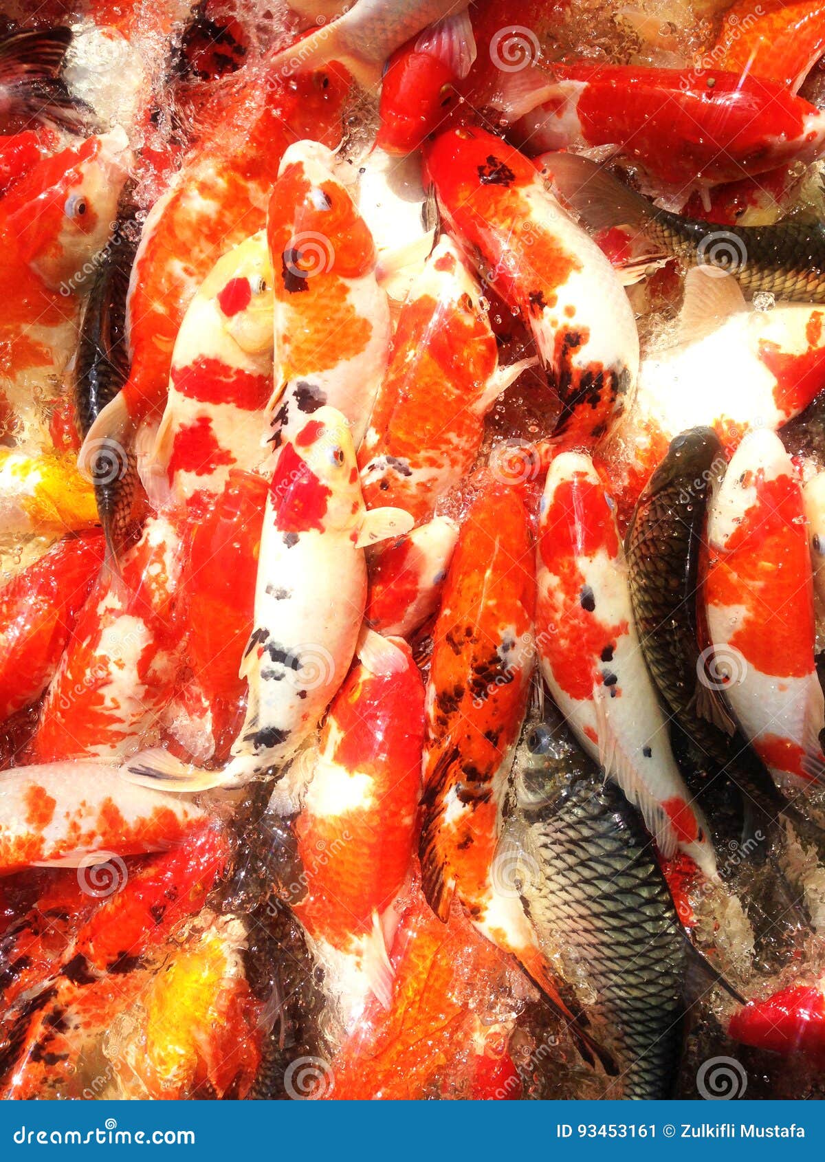 A koi fish family. stock image. Image of fish, swim, wildlife - 93453161