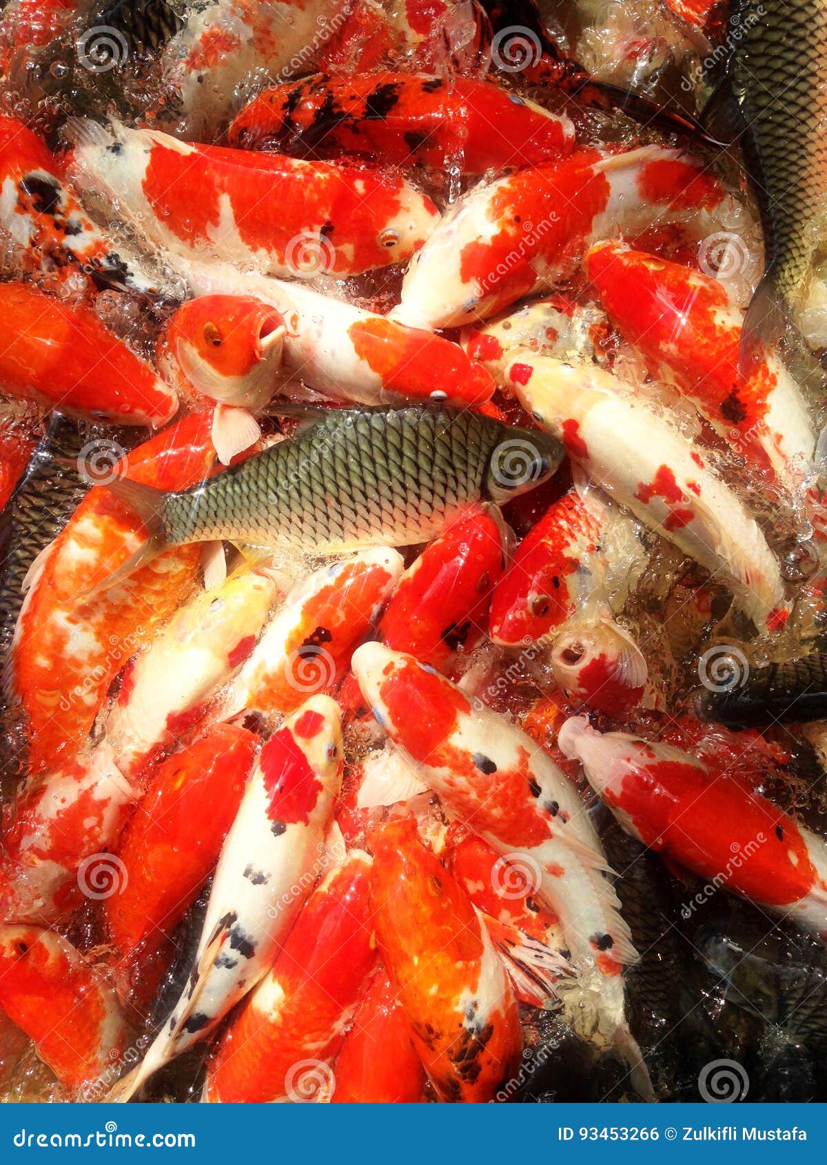A koi fish family. stock photo. Image of colorful, nature - 93453266