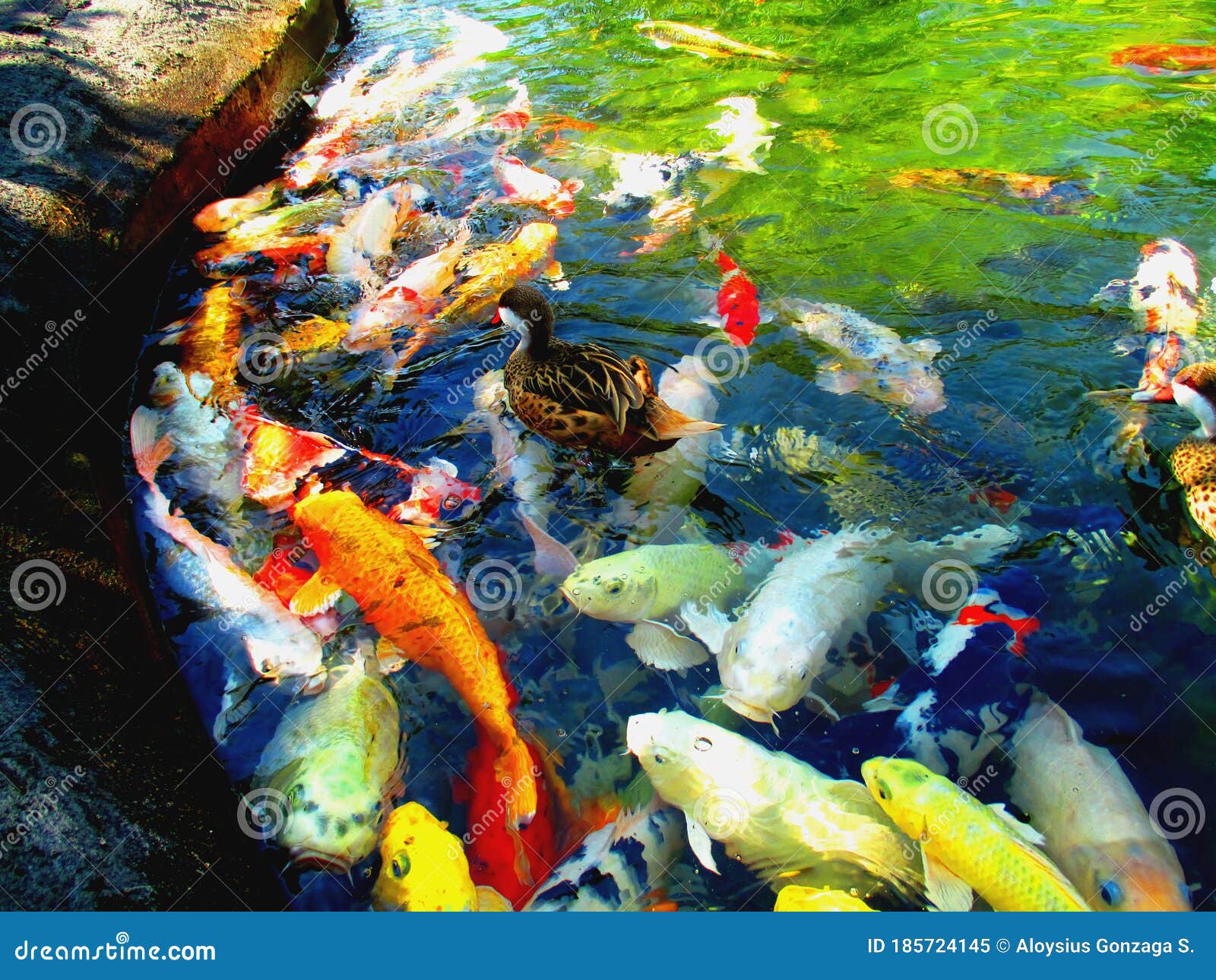 Koi fish farming in java. stock image. Image of flower - 185724145