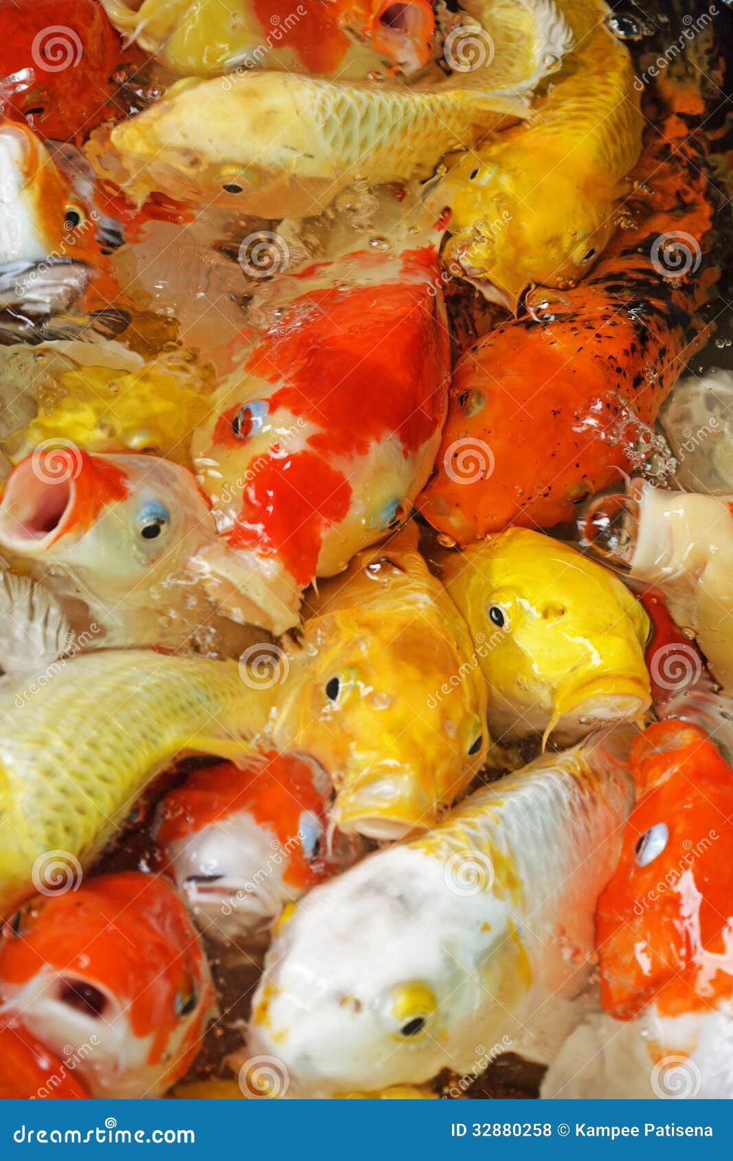 Koi fish feeding stock photo. Image of feeding, aquatic - 32880258