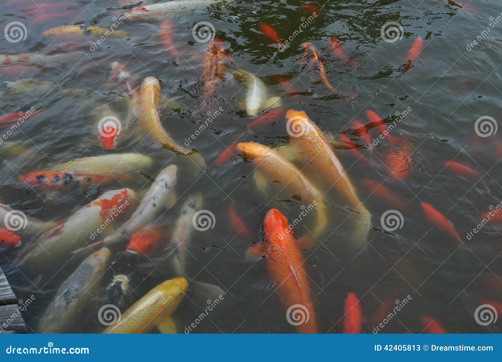 Koi Fish Feeding Time! stock image. Image of pond, ripples - 42405813