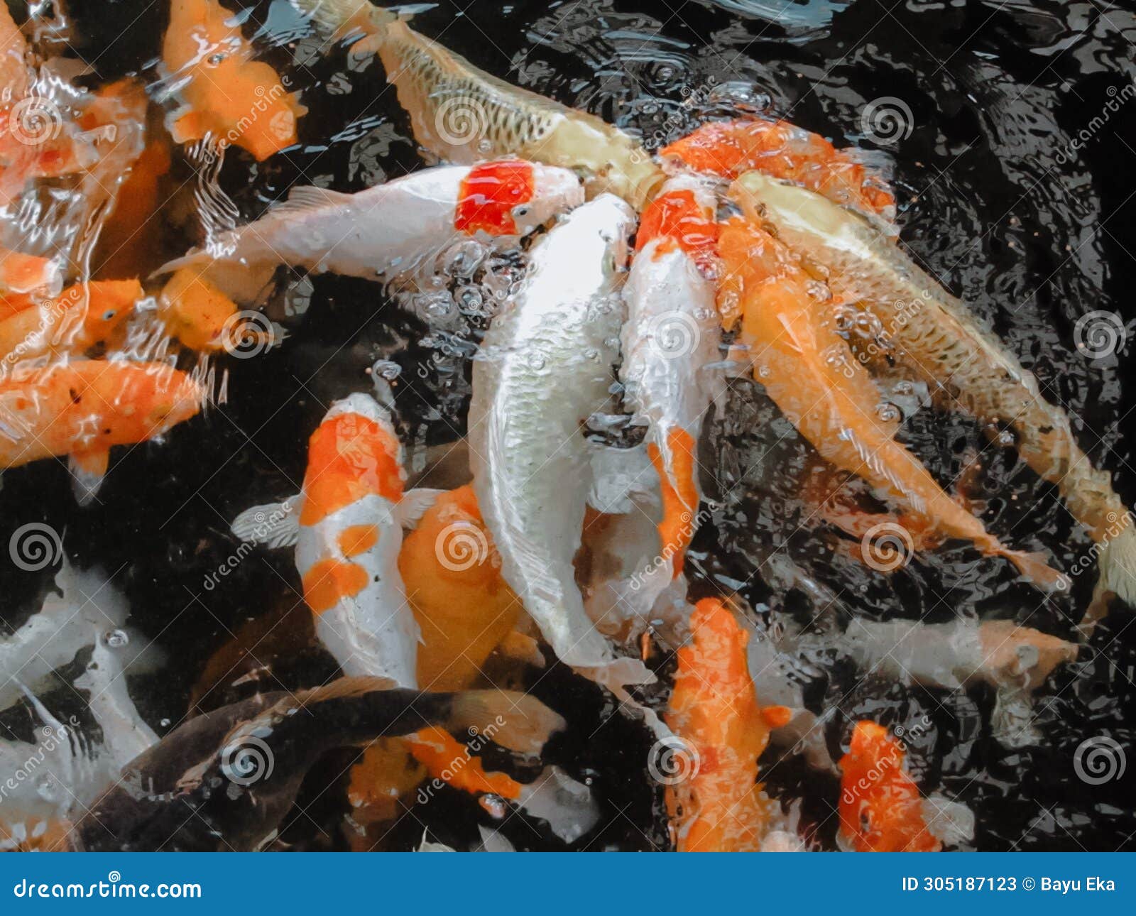 Koi Fish are Fighting for Food Stock Image - Image of fish, silver ...