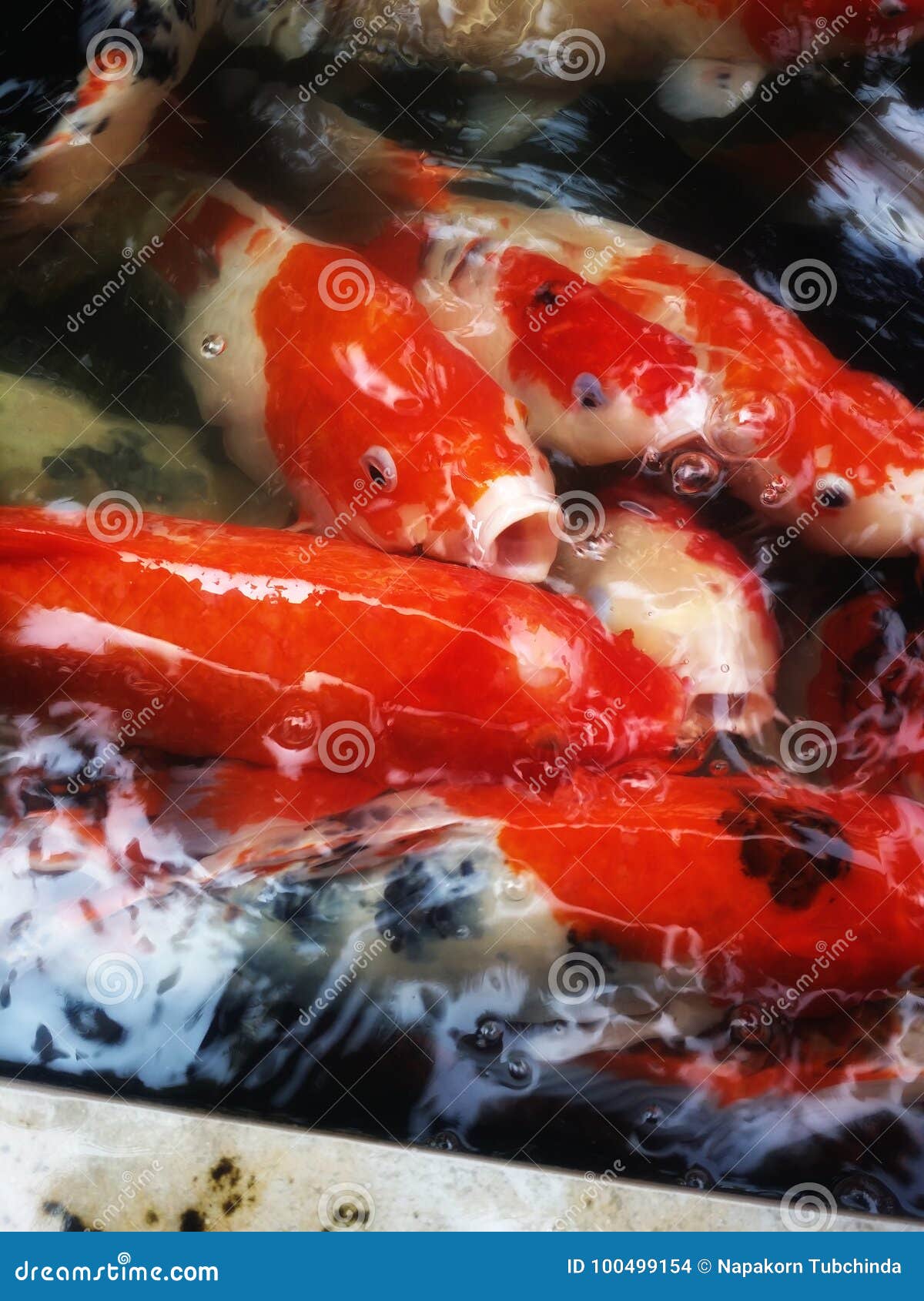 Koi fish stock photo. Image of water, river, fish - 100499154