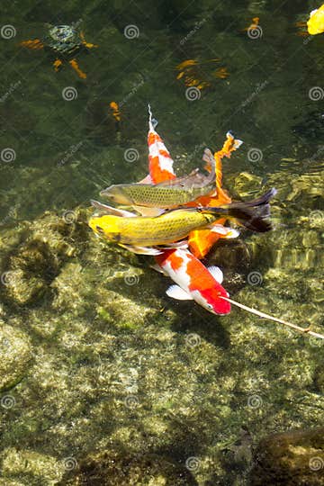 Koi Fish Float in an Artificial Pond, View from Above Stock Image ...