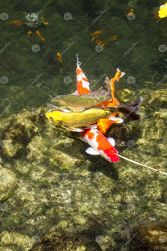 Koi Fish Float in an Artificial Pond, View from Above Stock Image ...