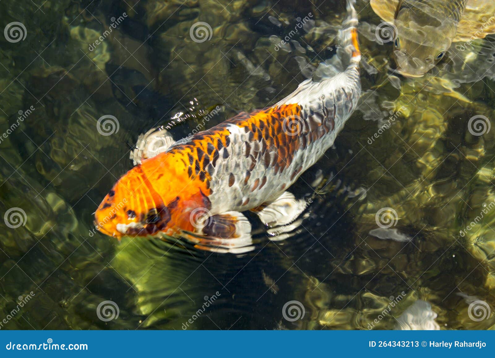 Koi Fish Float in an Artificial Pond, View from Above Stock Image ...