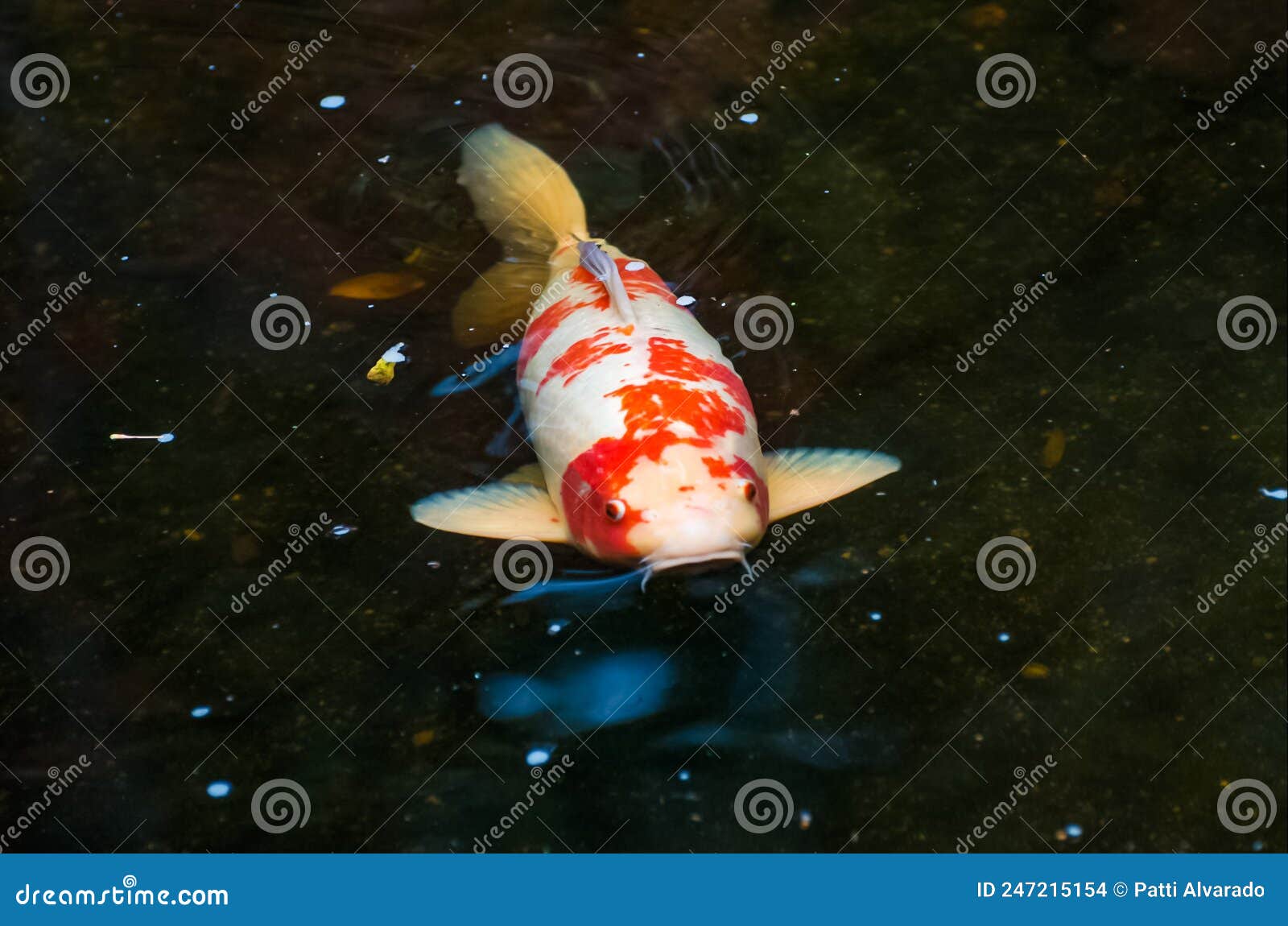Just Floating on by stock photo. Image of floating, pond - 247215154