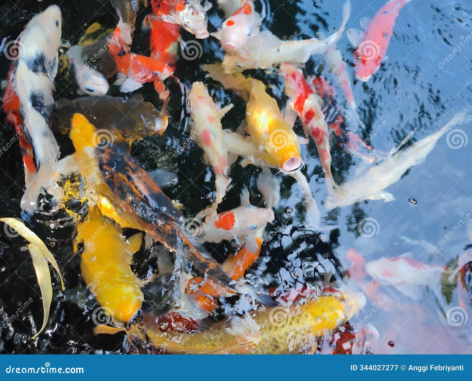 Koi Fish in Fresh Water Pond Stock Image - Image of water, pond: 344027277