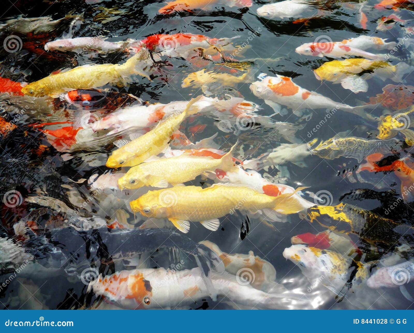 Koi Fish - Golden stock photo. Image of cultivated, hungry - 8441028