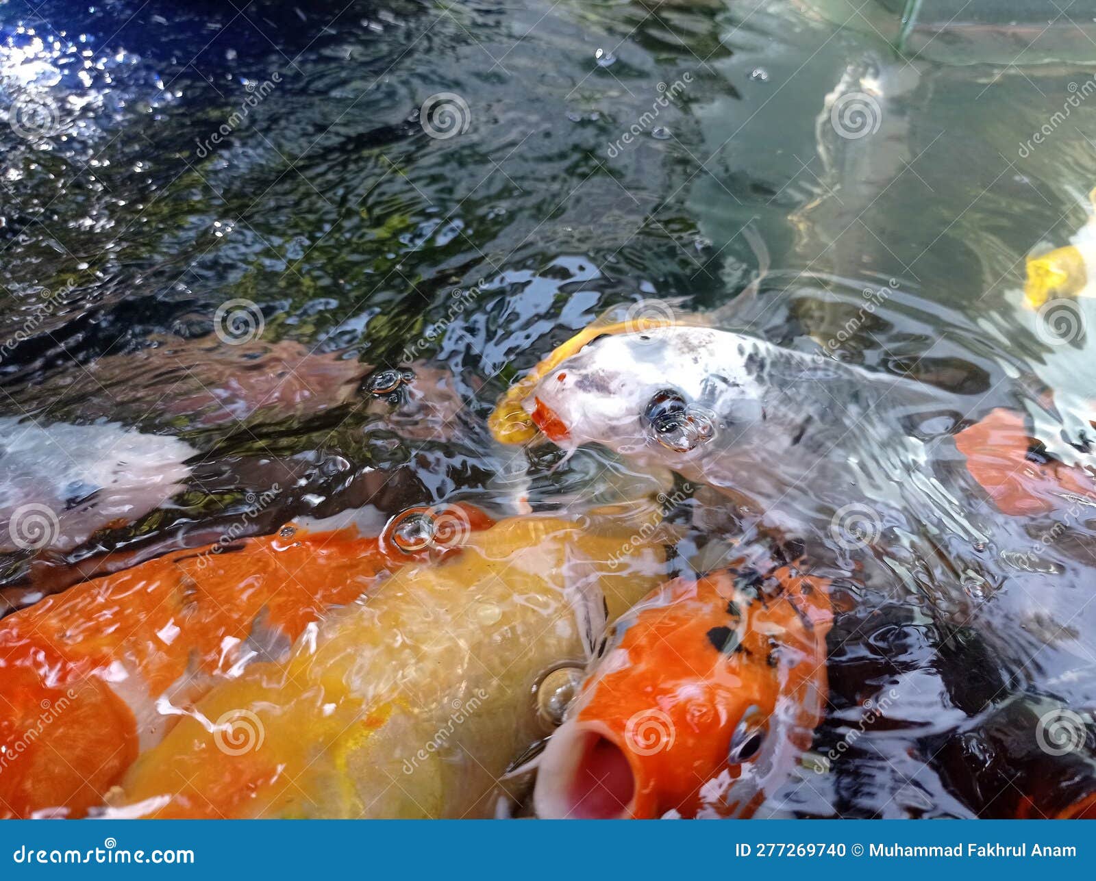 Koi Fish and Goldfish in the Pond Stock Photo - Image of japanese ... Koi Fish and Goldfish in the Pond Stock Photo - Image of japanese ...