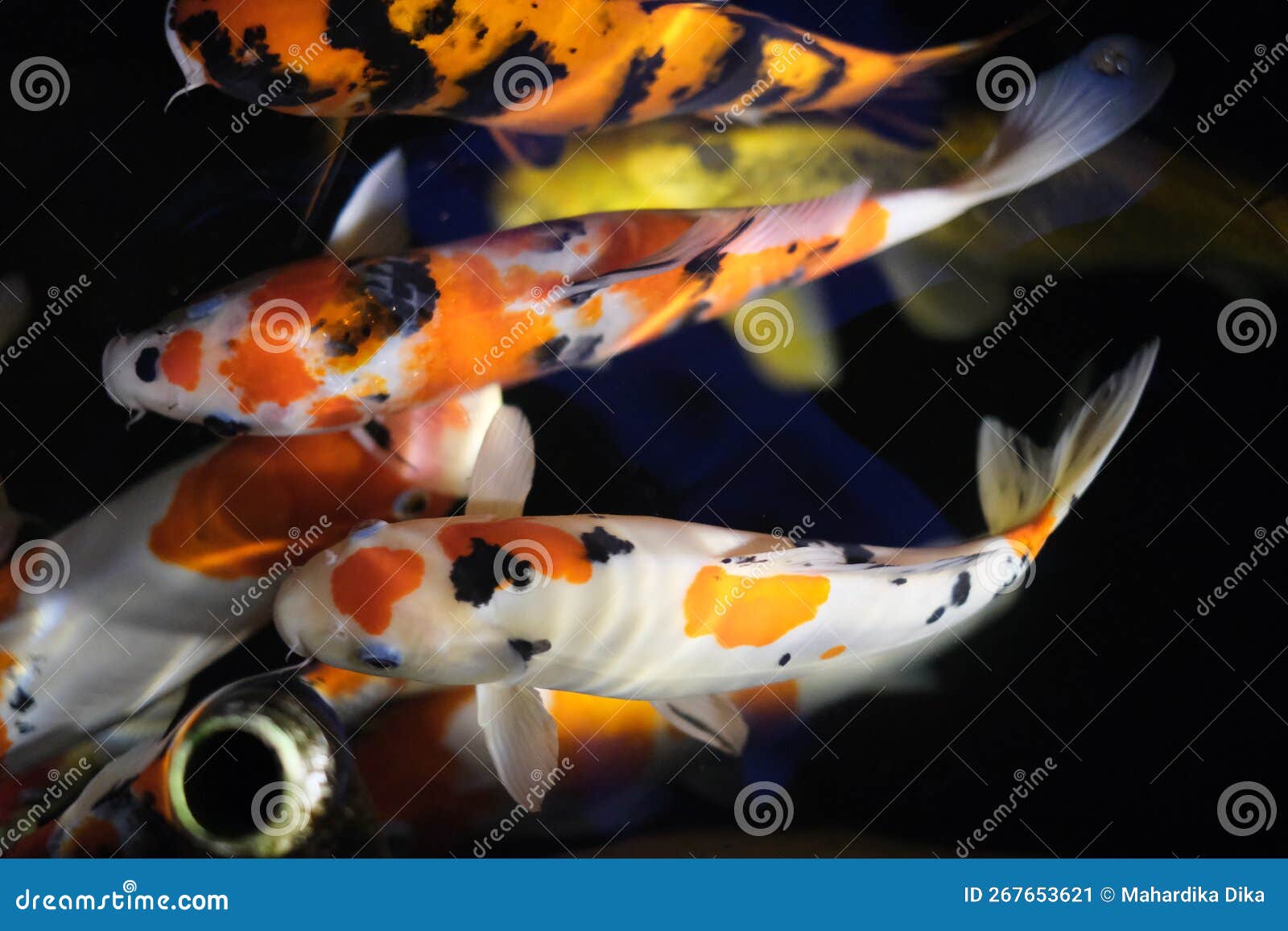 Koi Fish that Have Beautiful Colors Stock Image - Image of fish, colors ...