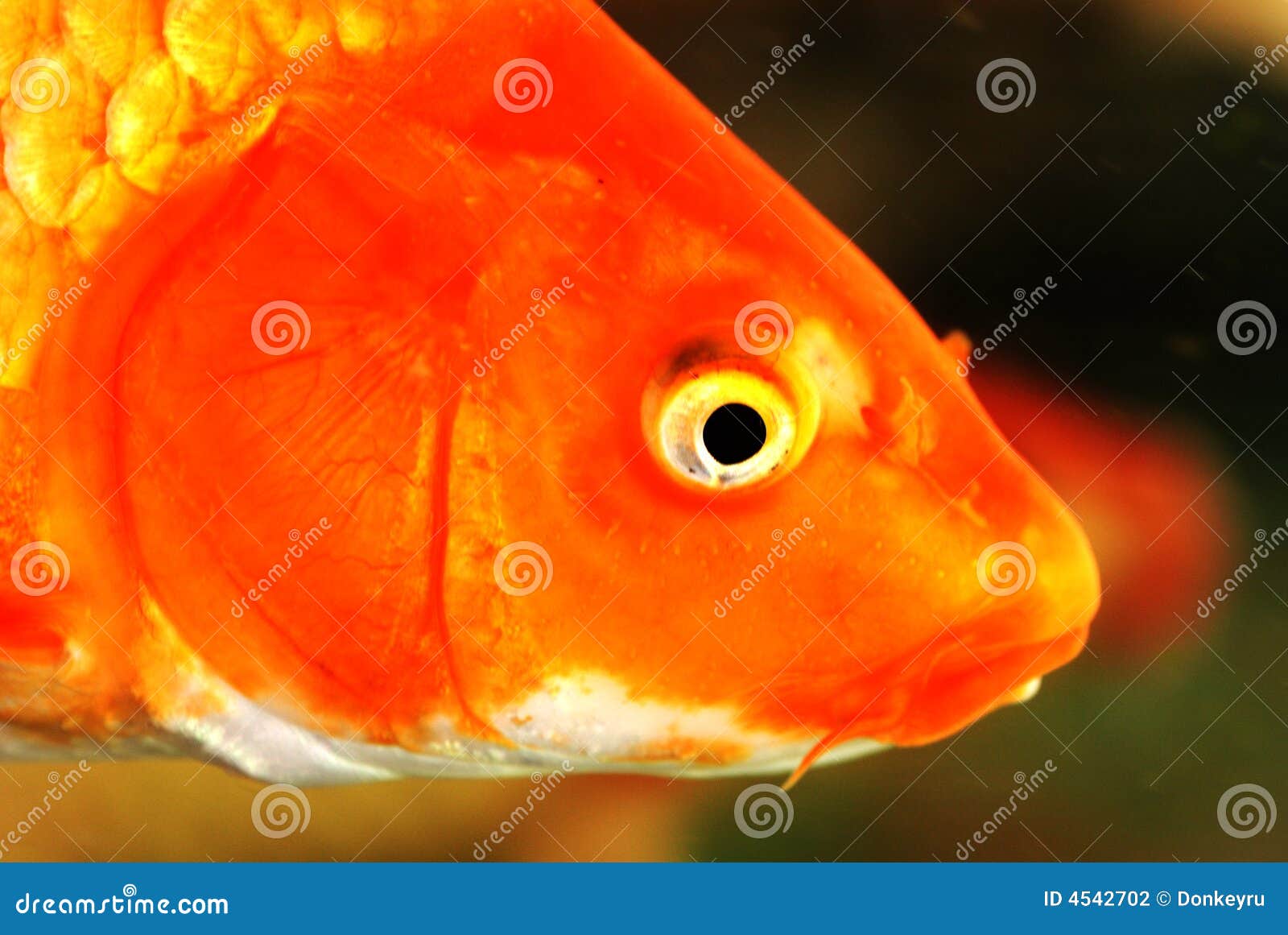 Real Koi Fish Head