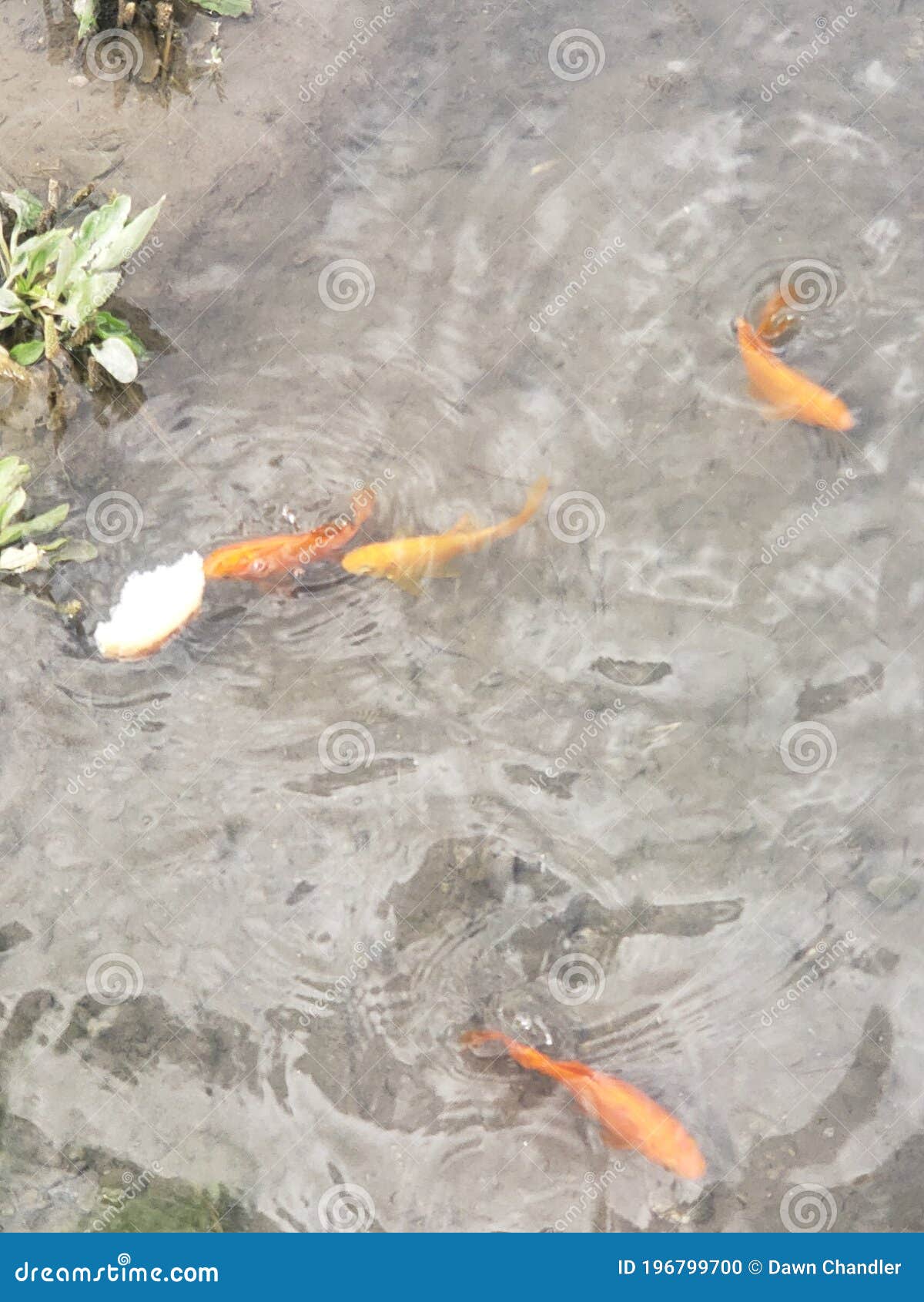 Koi fish hot springs stock photo. Image of summer, springs - 196799700