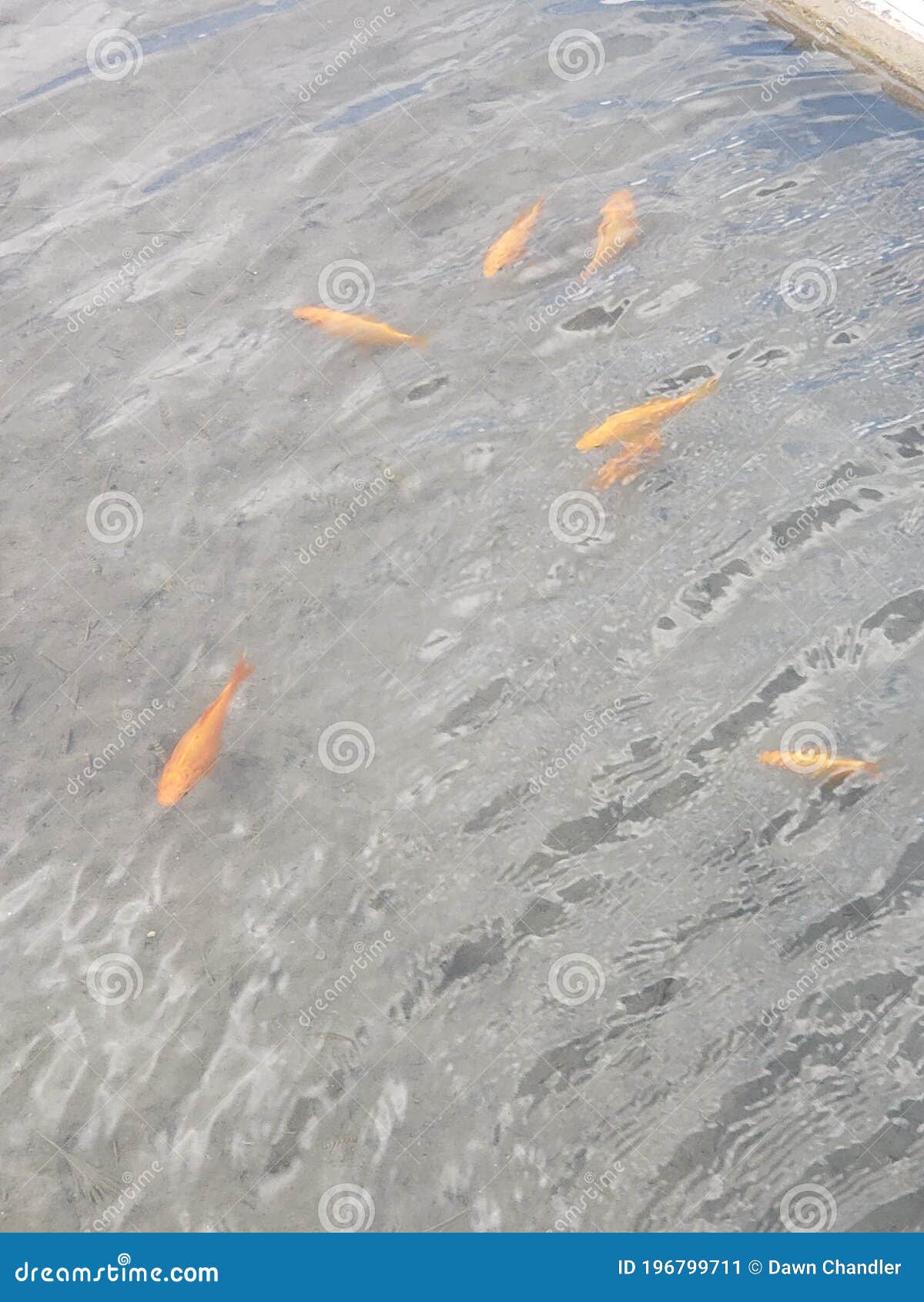 Koi fish hot springs stock image. Image of rock, sand - 196799711
