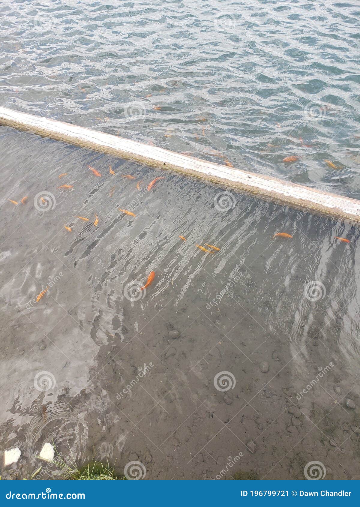 Koi fish hot springs stock image. Image of fish, sand - 196799721