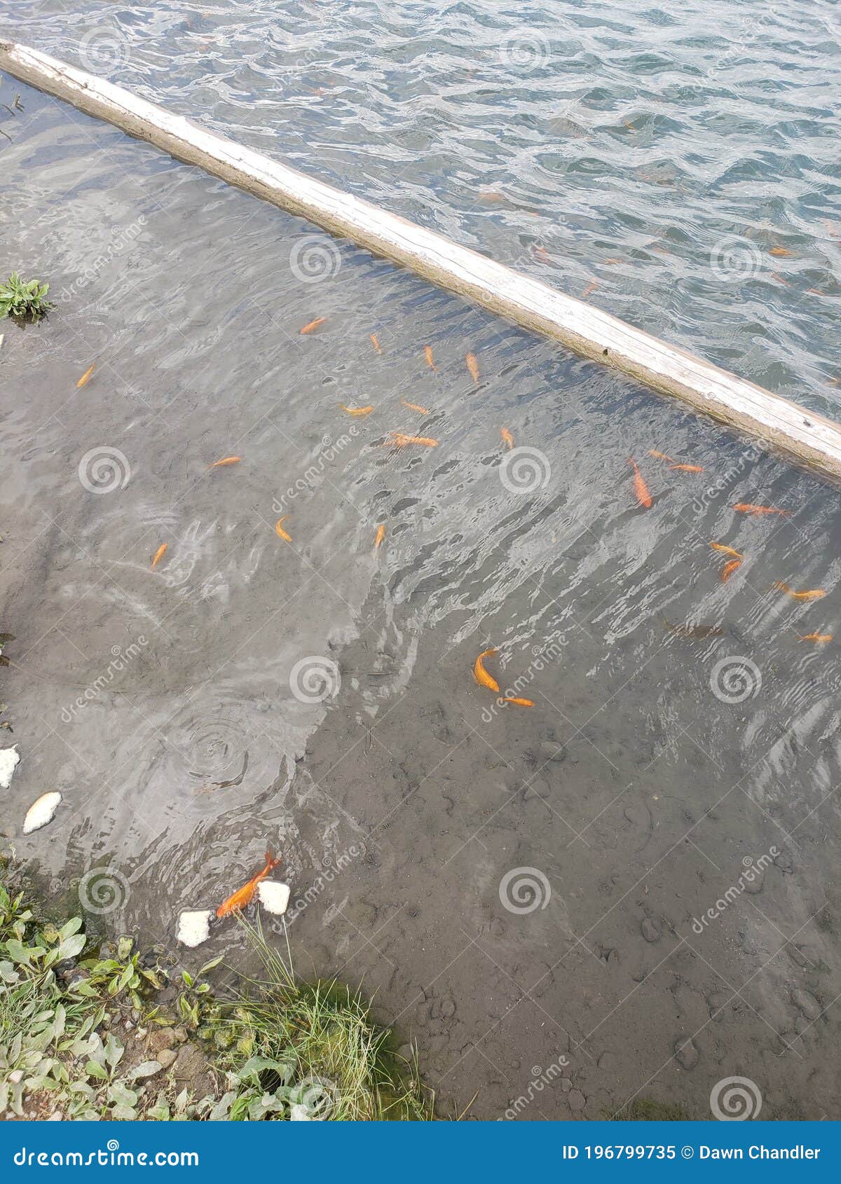 Koi fish hot springs stock image. Image of sand, flooring - 196799735