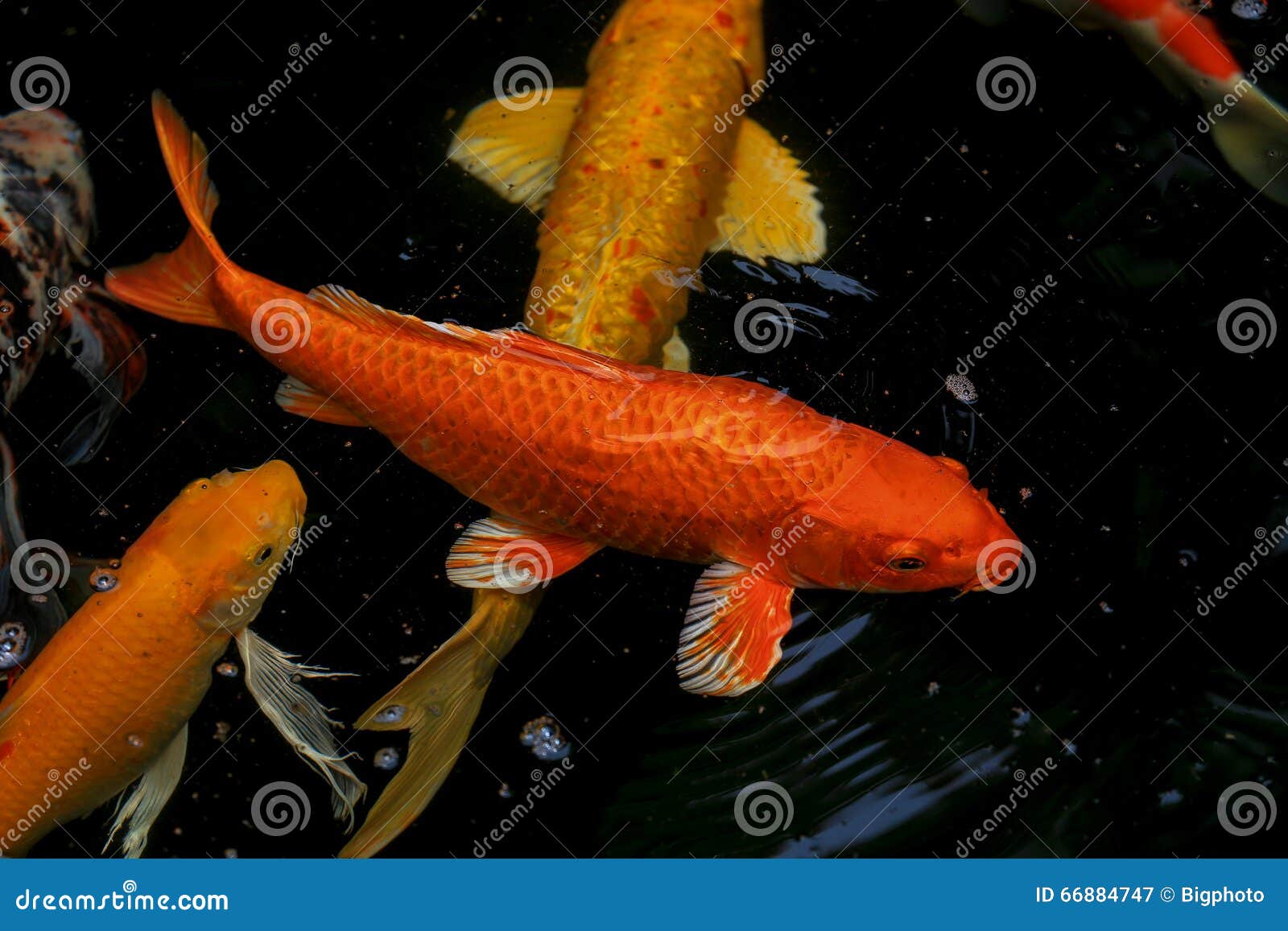 Koi fish inside the pond stock image. Image of symbol - 66884747