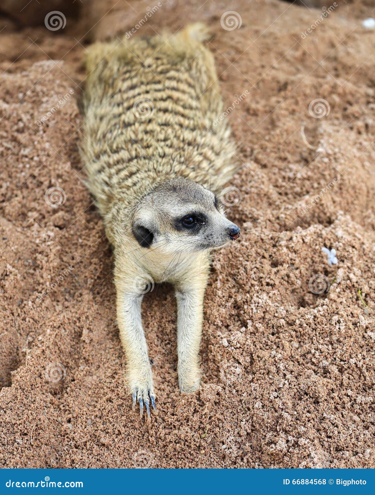 Meerkat Open Mouth And Visible Teeth Royalty-Free Stock Photo ...