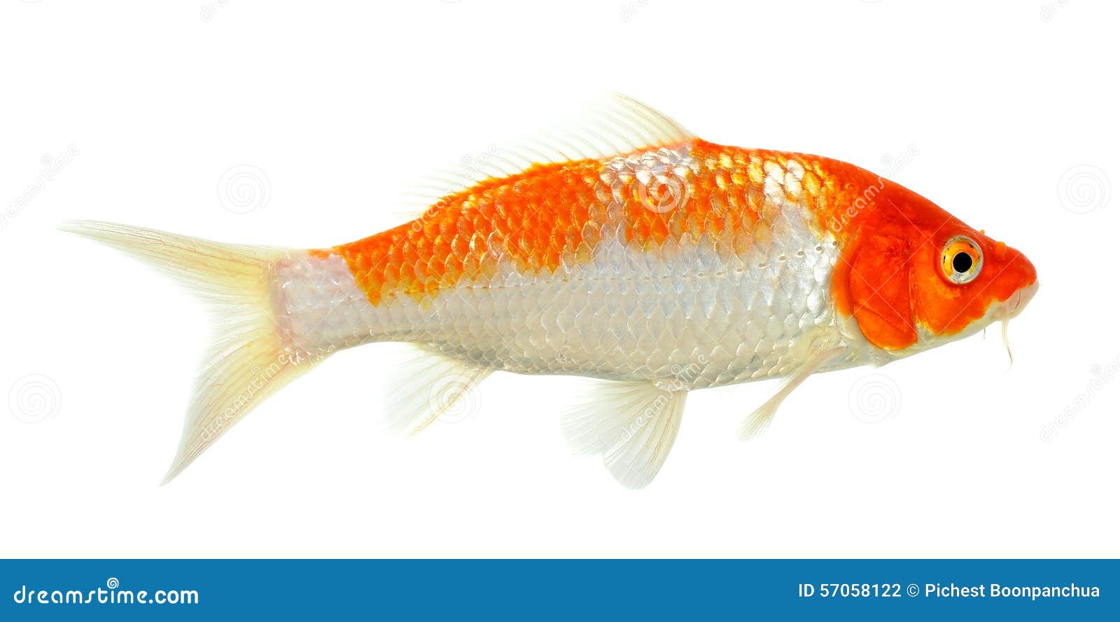 Koi Fish Isolated On The White Background Stock Photo - Image: 57058122