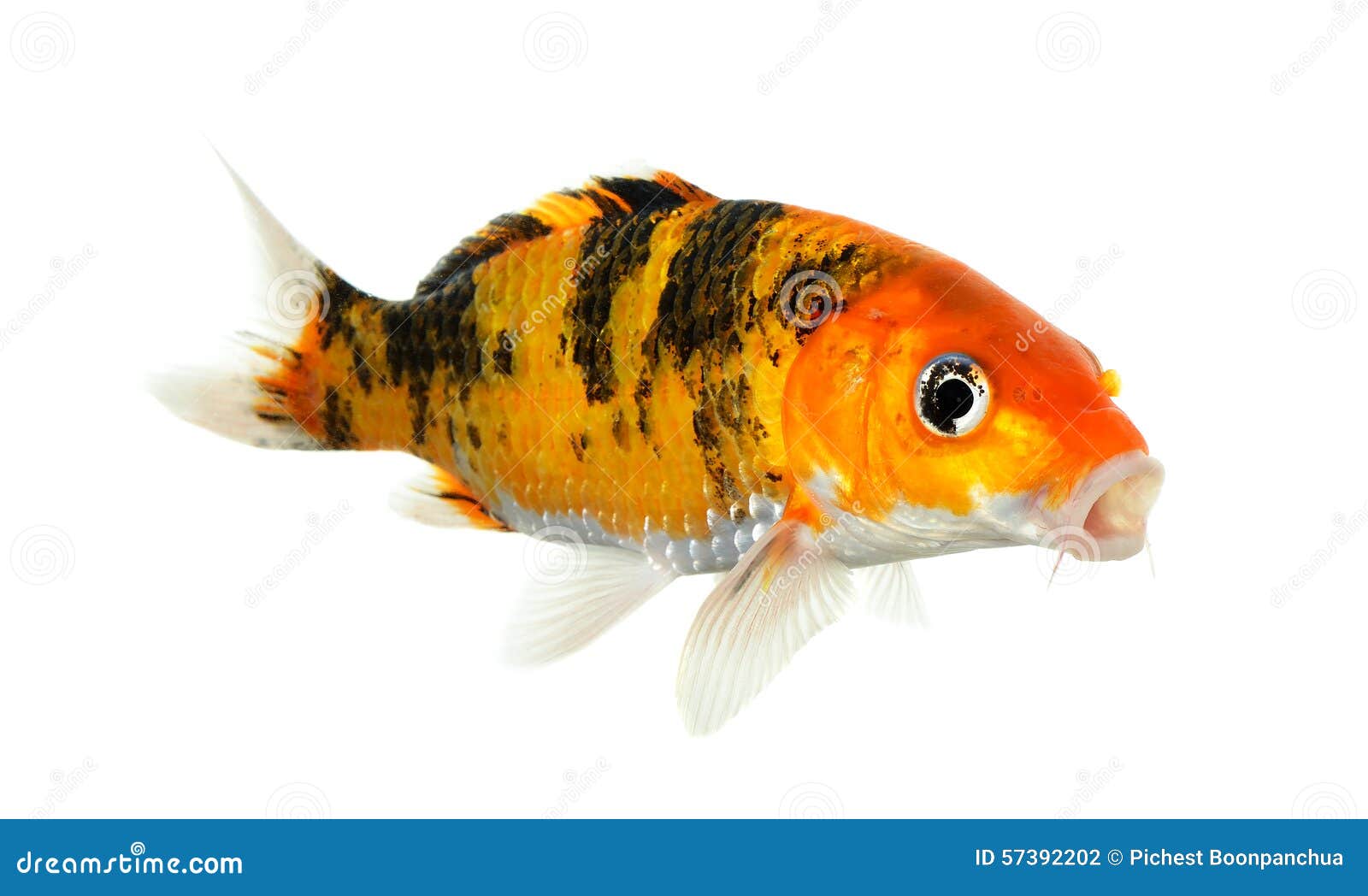 Koi Fish Isolated on the White Background Stock Photo - Image of orange ...